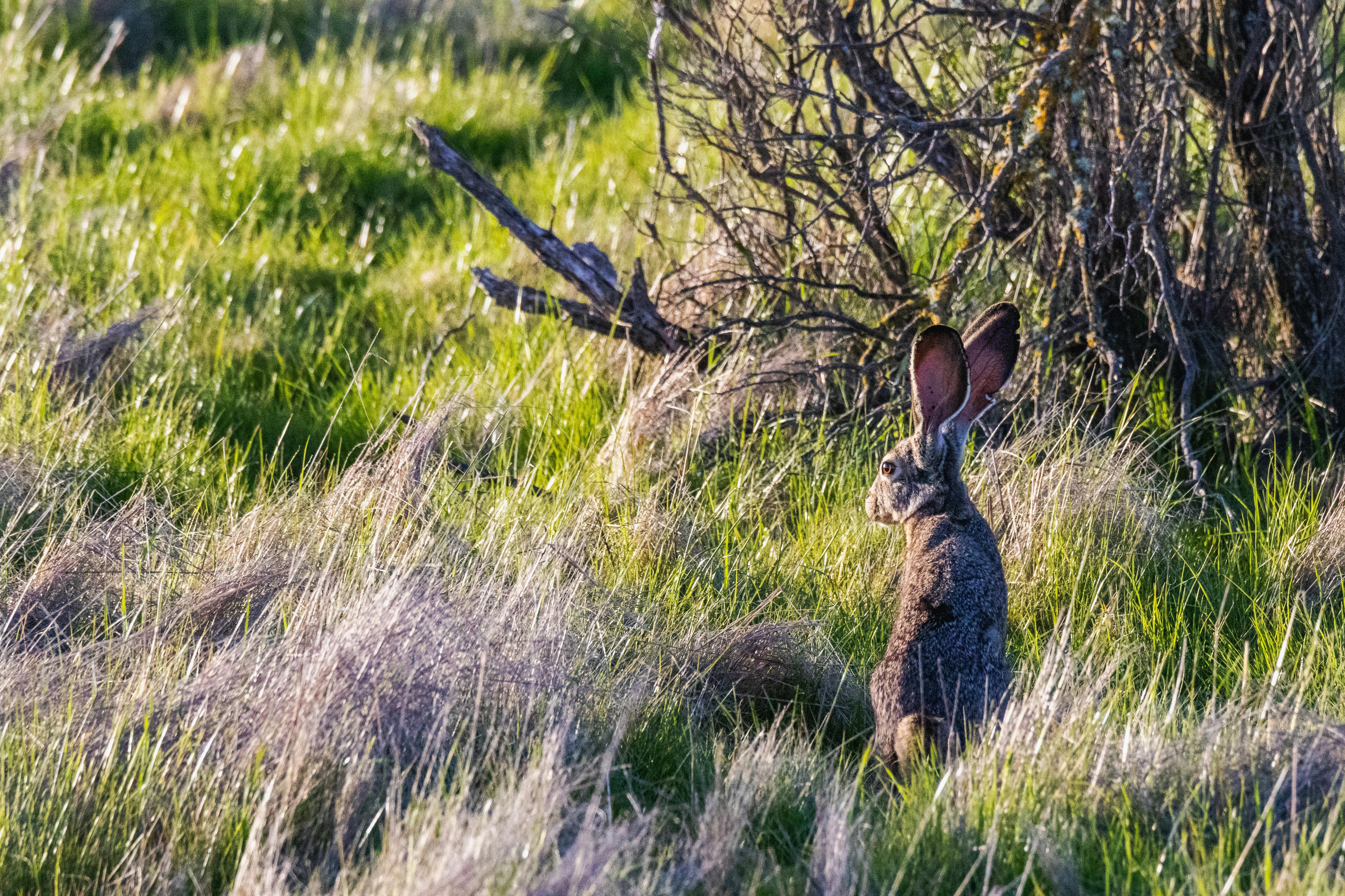 Wild rabbit sitting in grassy field · Free Stock Photo