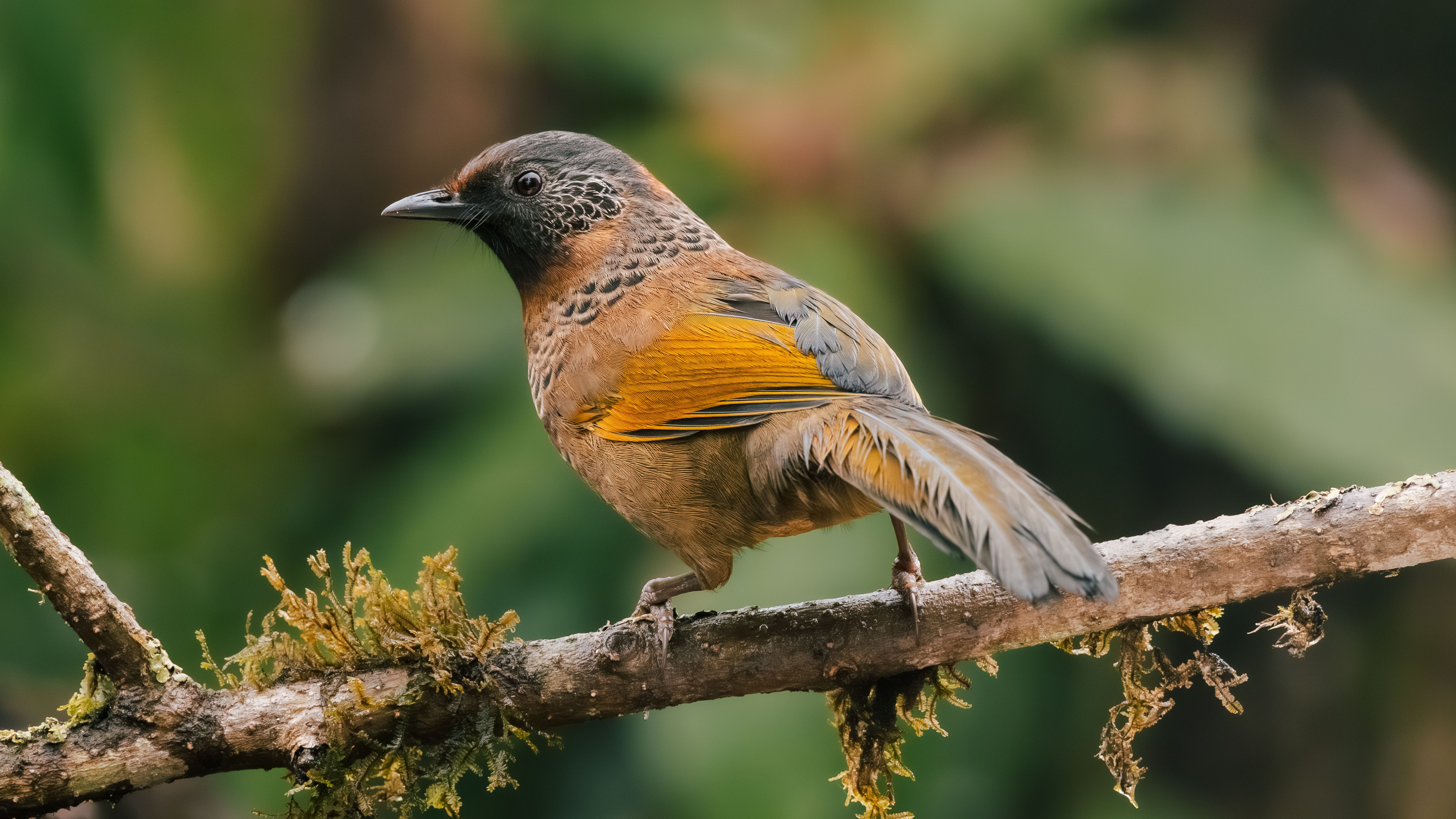 Beautiful Bird Perched in Rishop, India · Free Stock Photo