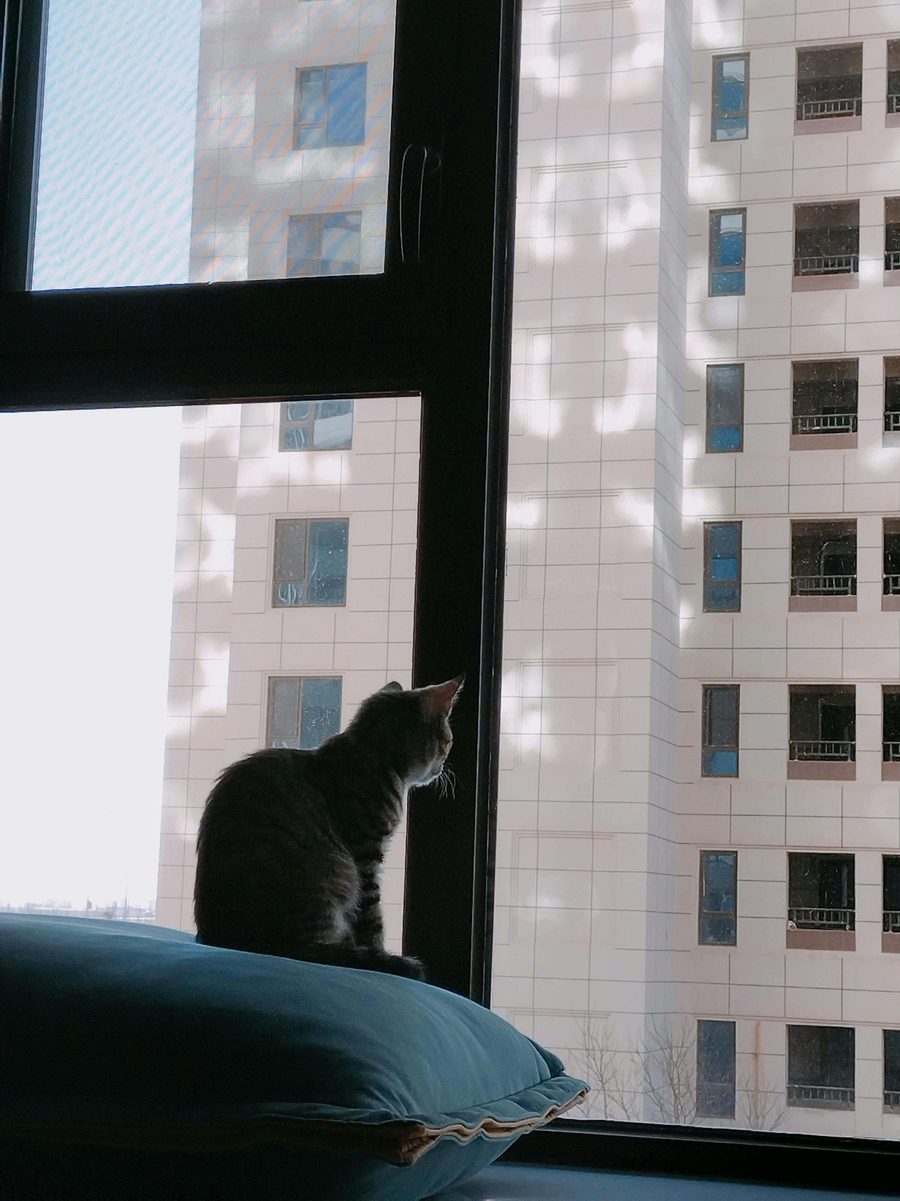 Cat On Skyscraper Photos, Download The BEST Free Cat On Skyscraper ...