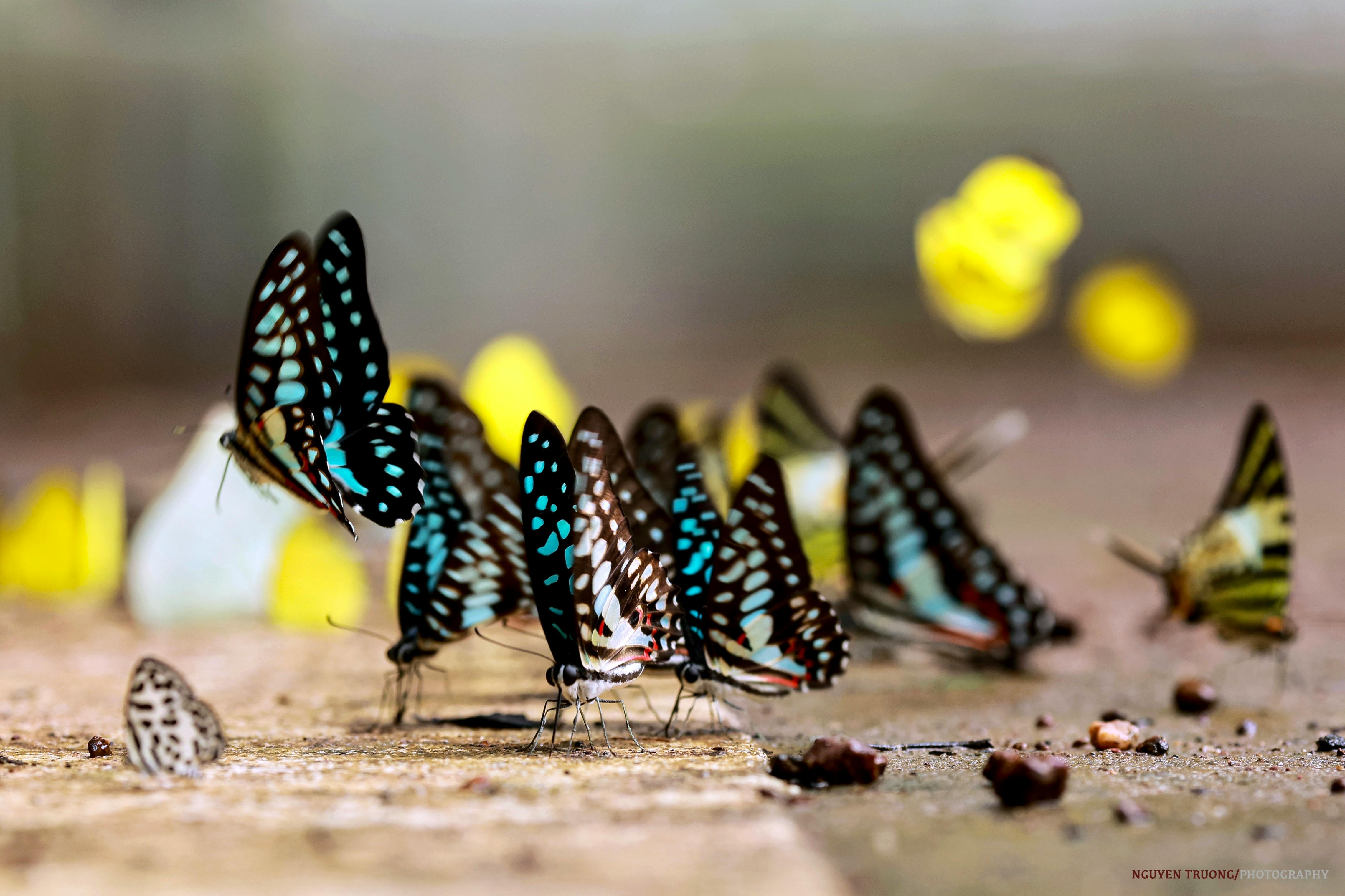 Vibrant Butterfly Gathering on Forest Floor · Free Stock Photo