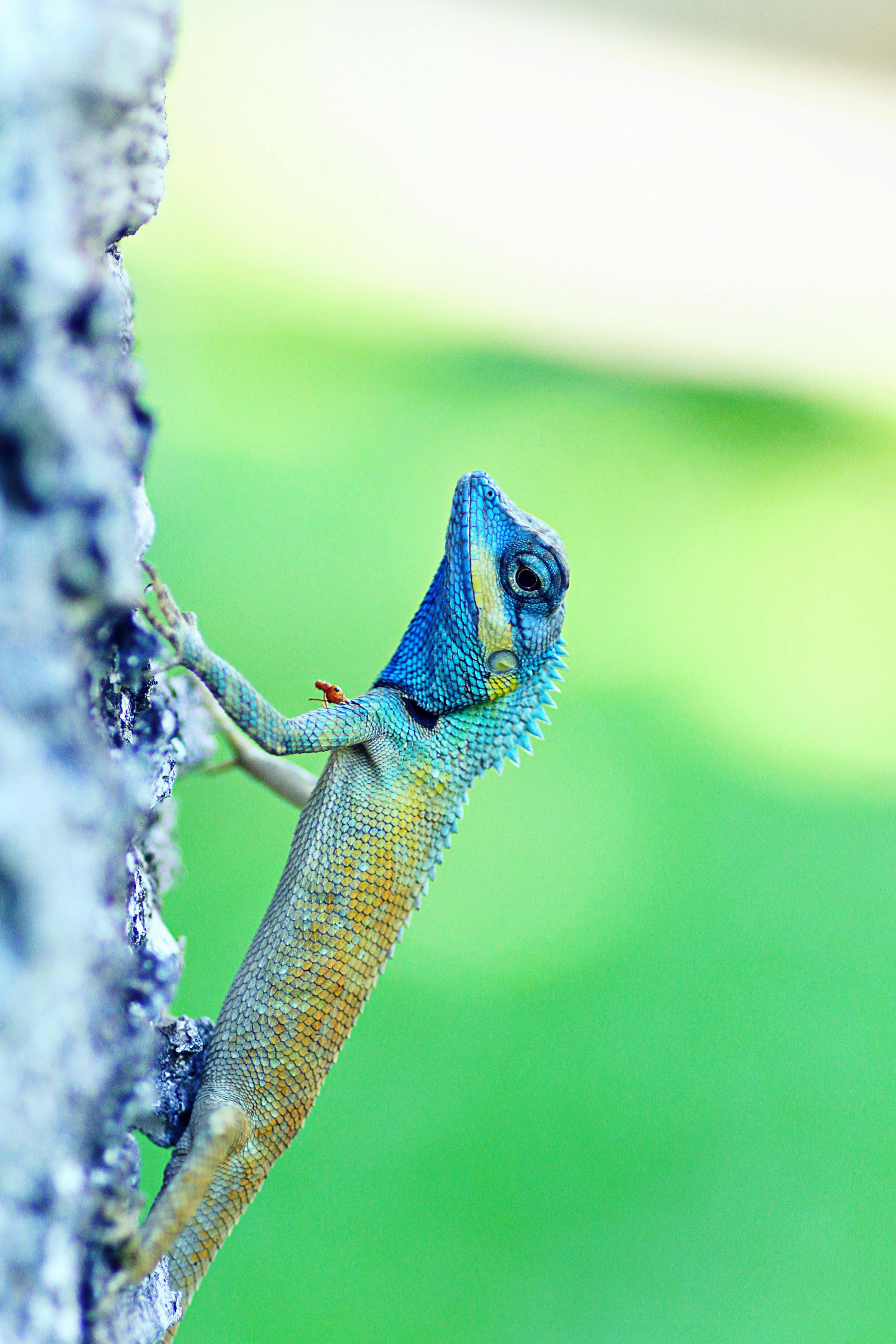 Blue Crested Lizard Climbing Tree Trunk · Free Stock Photo