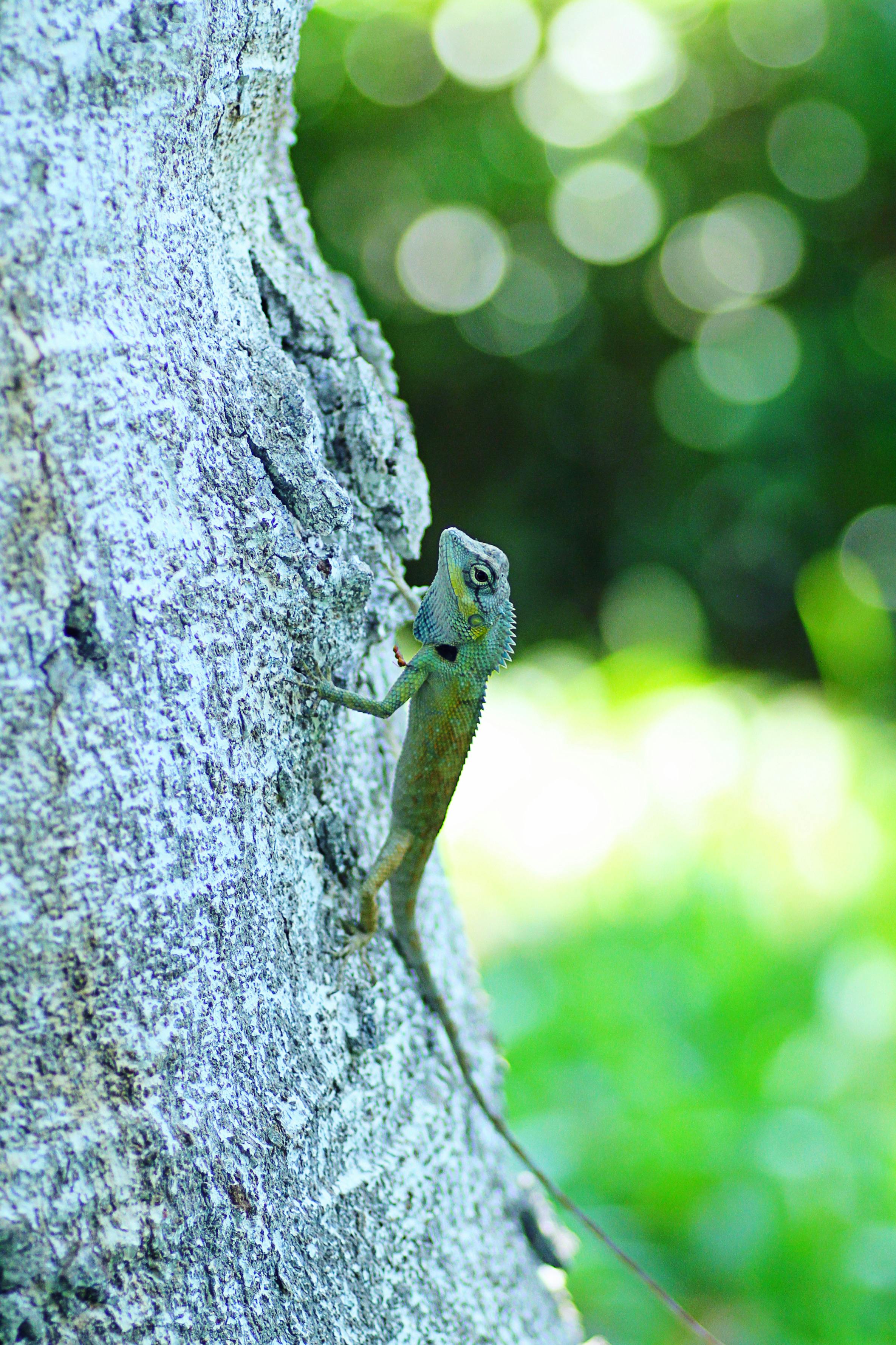 Green Lizard Climbing Tree in Natural Habitat · Free Stock Photo