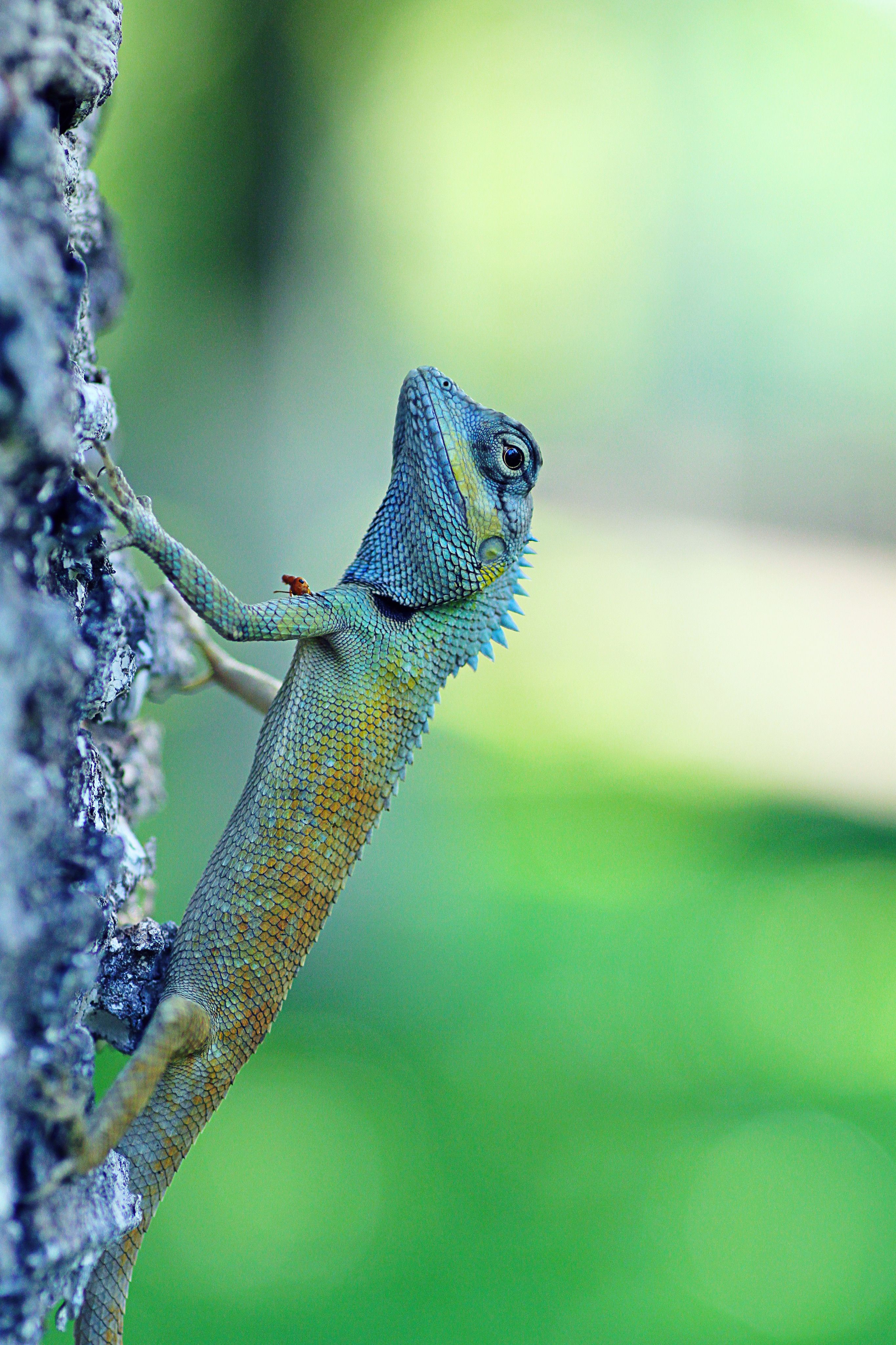 Colorful chameleon climbing a tree in summer · Free Stock Photo