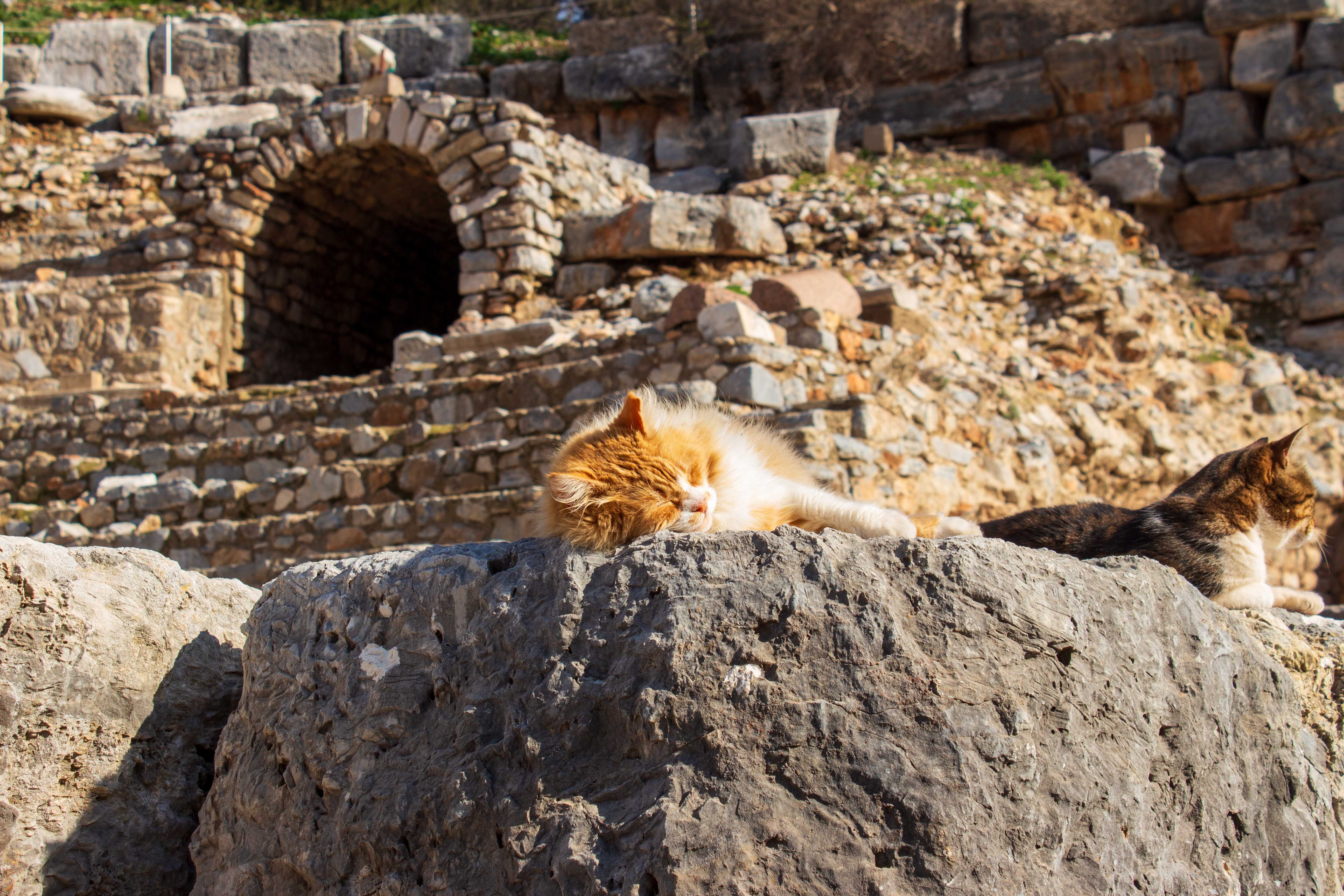 Sleeping Cats At Ephesus Ancient Ruins Free Stock Photo