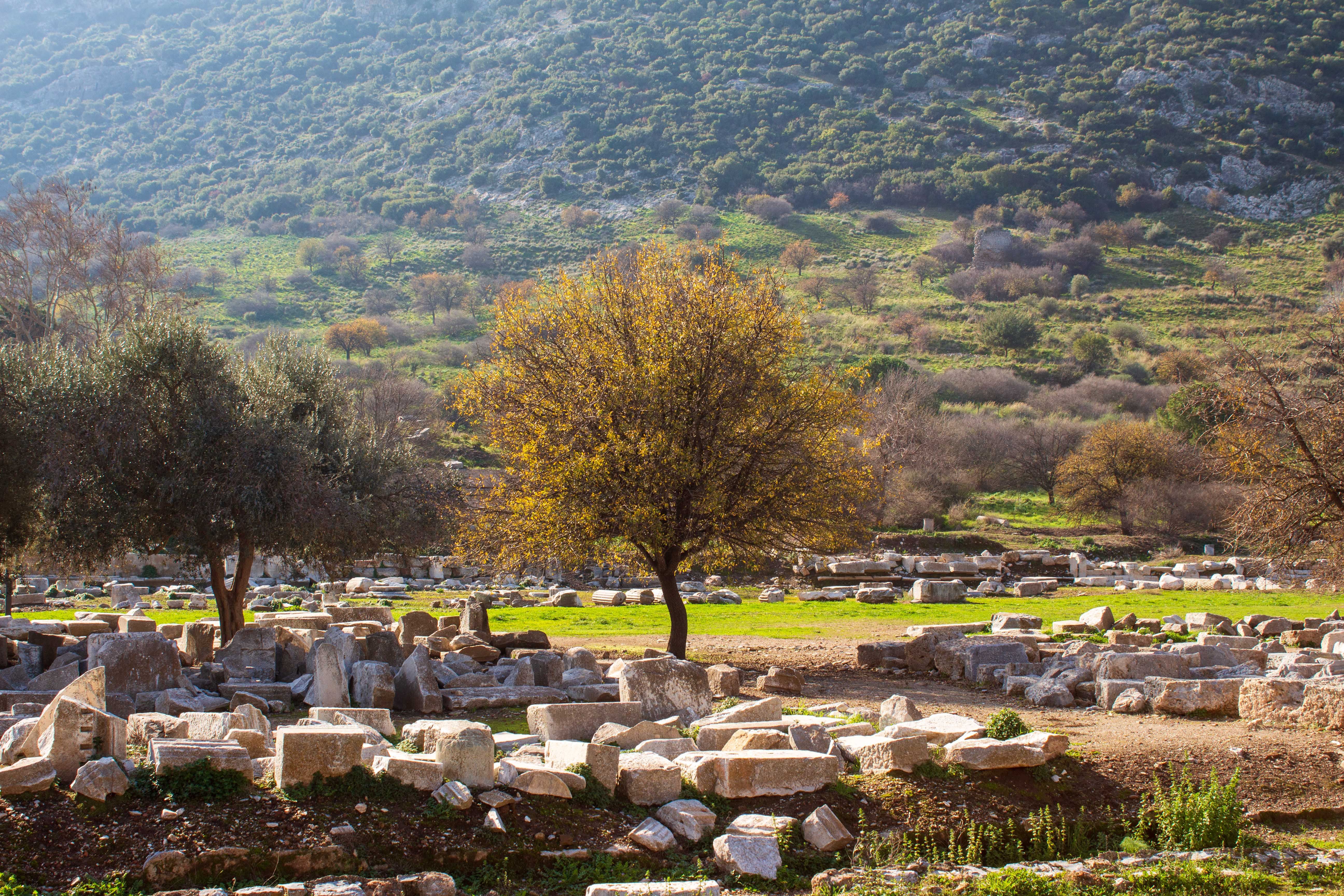 Ancient Ruins with Olive Trees in Turkey · Free Stock Photo