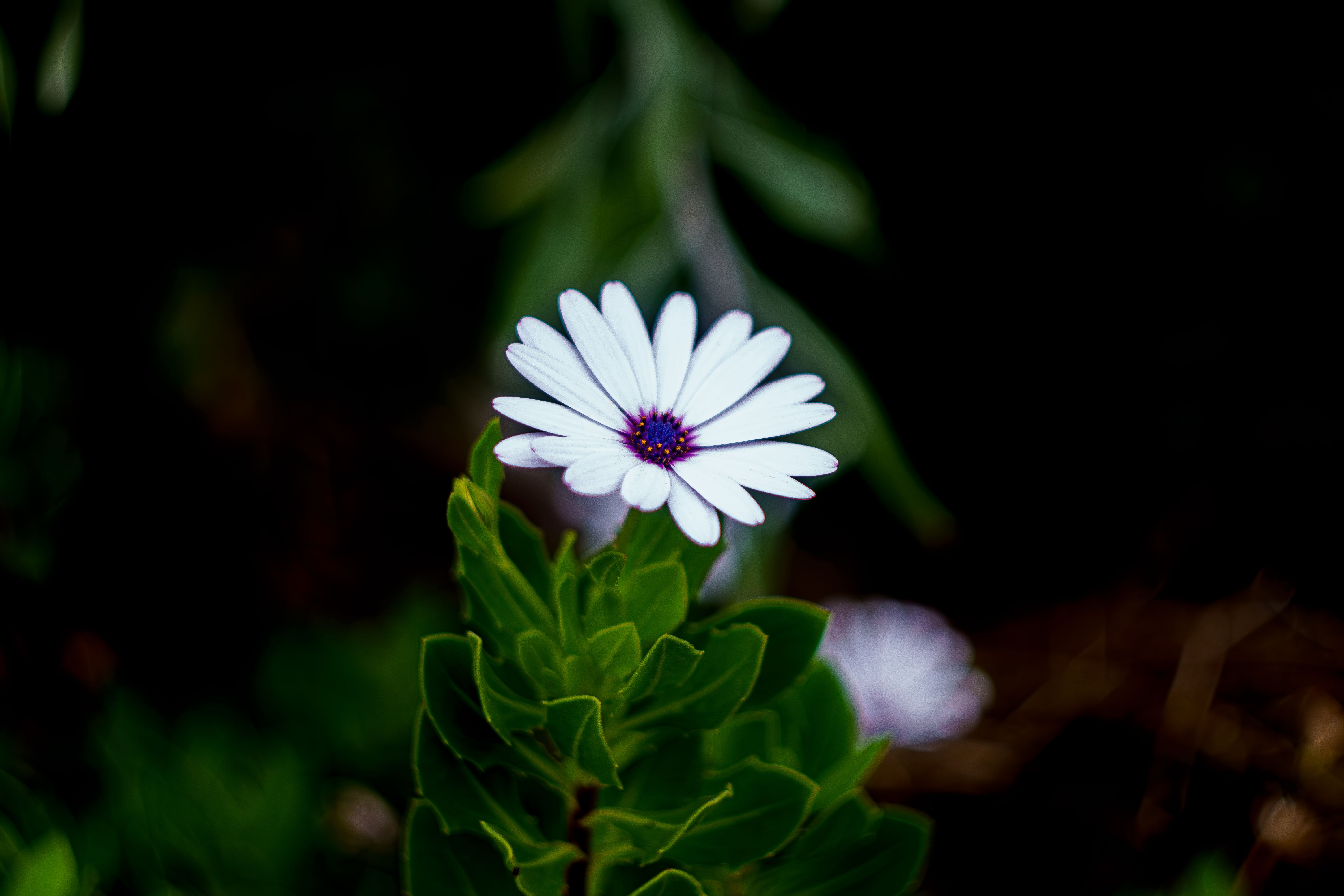 Close-up of White African Daisy in Bloom · Free Stock Photo