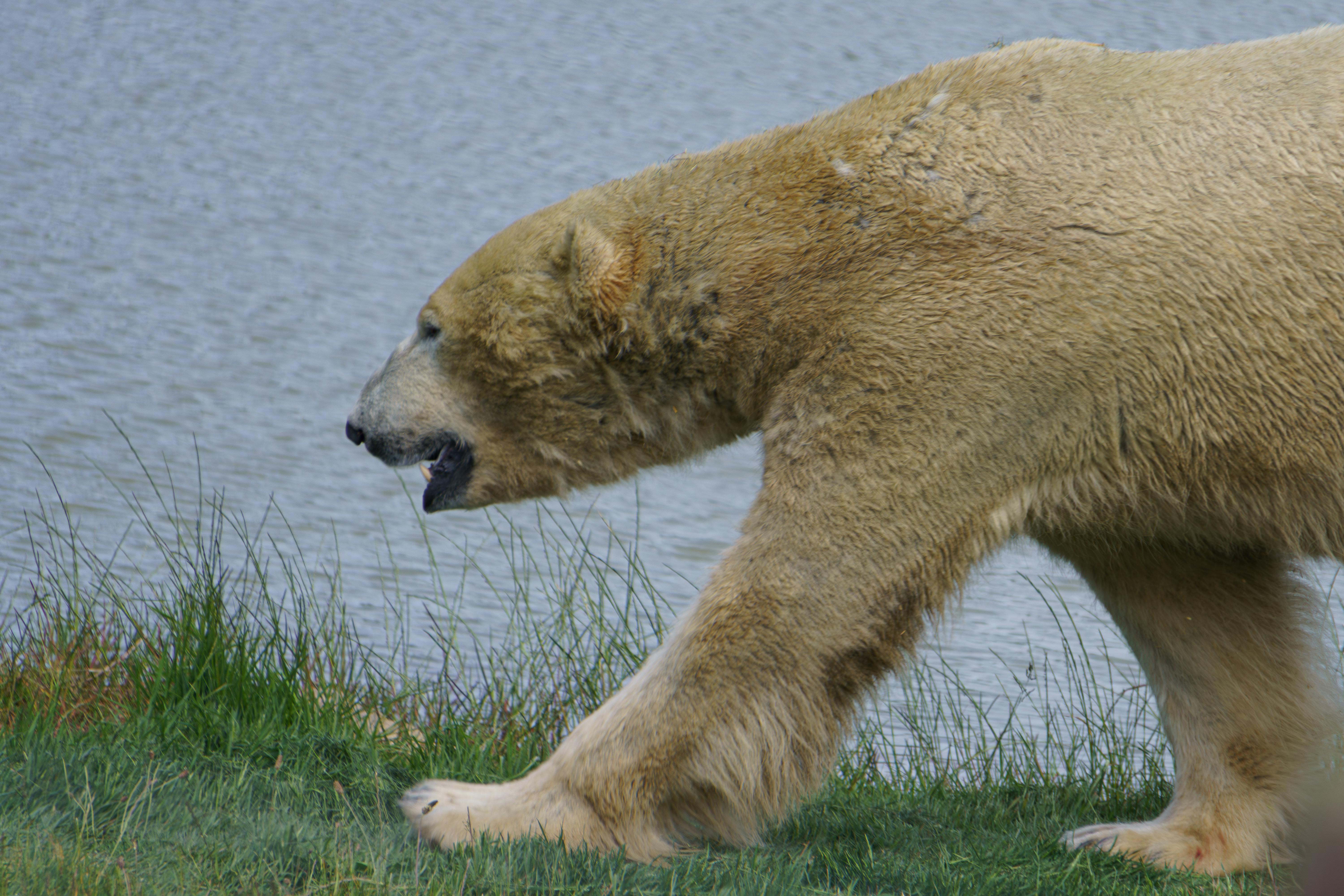 Polar Bear Walking by a Lake in the UK · Free Stock Photo