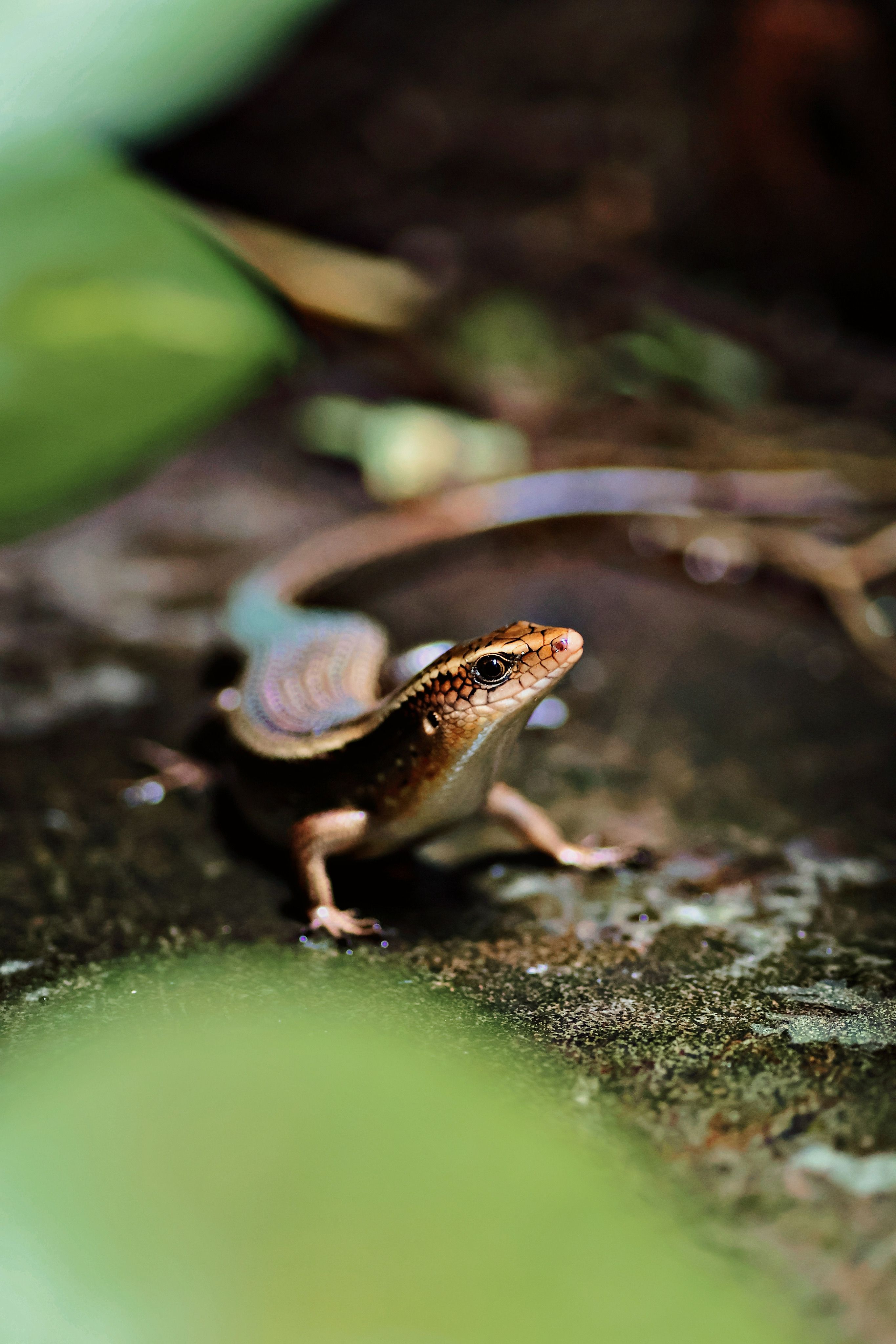 Close-up of a Skink in Its Natural Habitat · Free Stock Photo