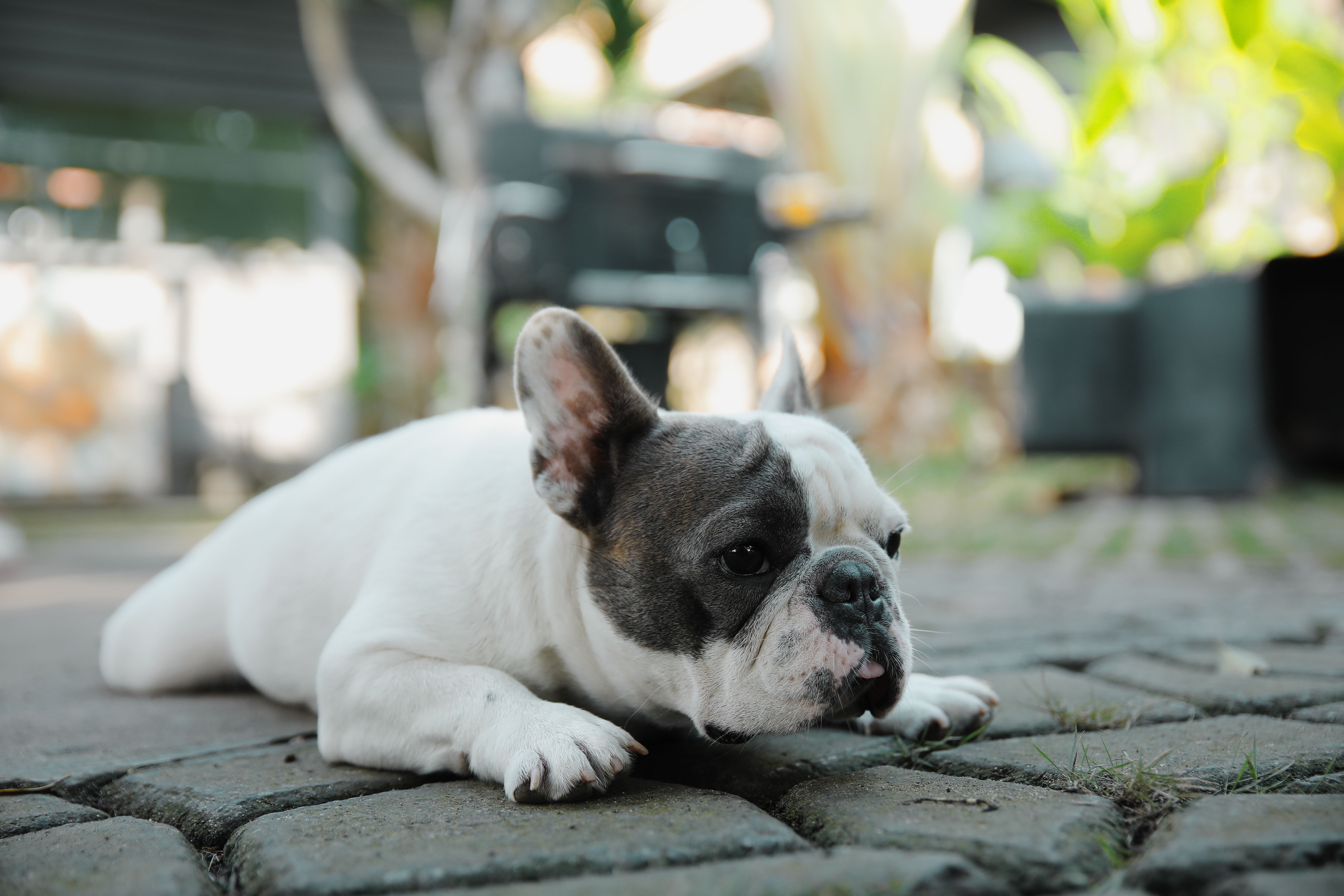 Relaxed French Bulldog Lying on Paved Patio · Free Stock Photo