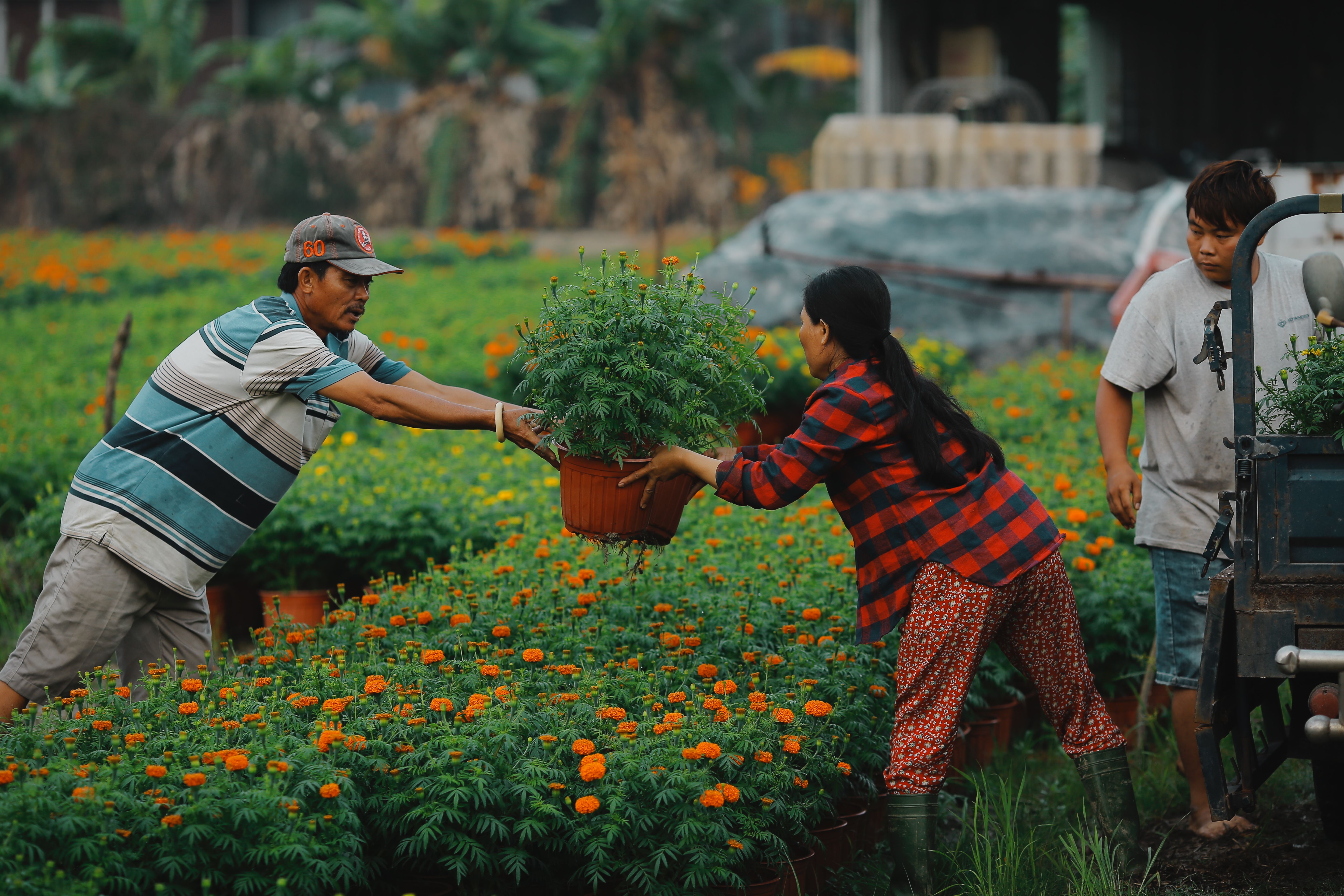 Horticultural Workers Handling Plants in Garden · Free Stock Photo