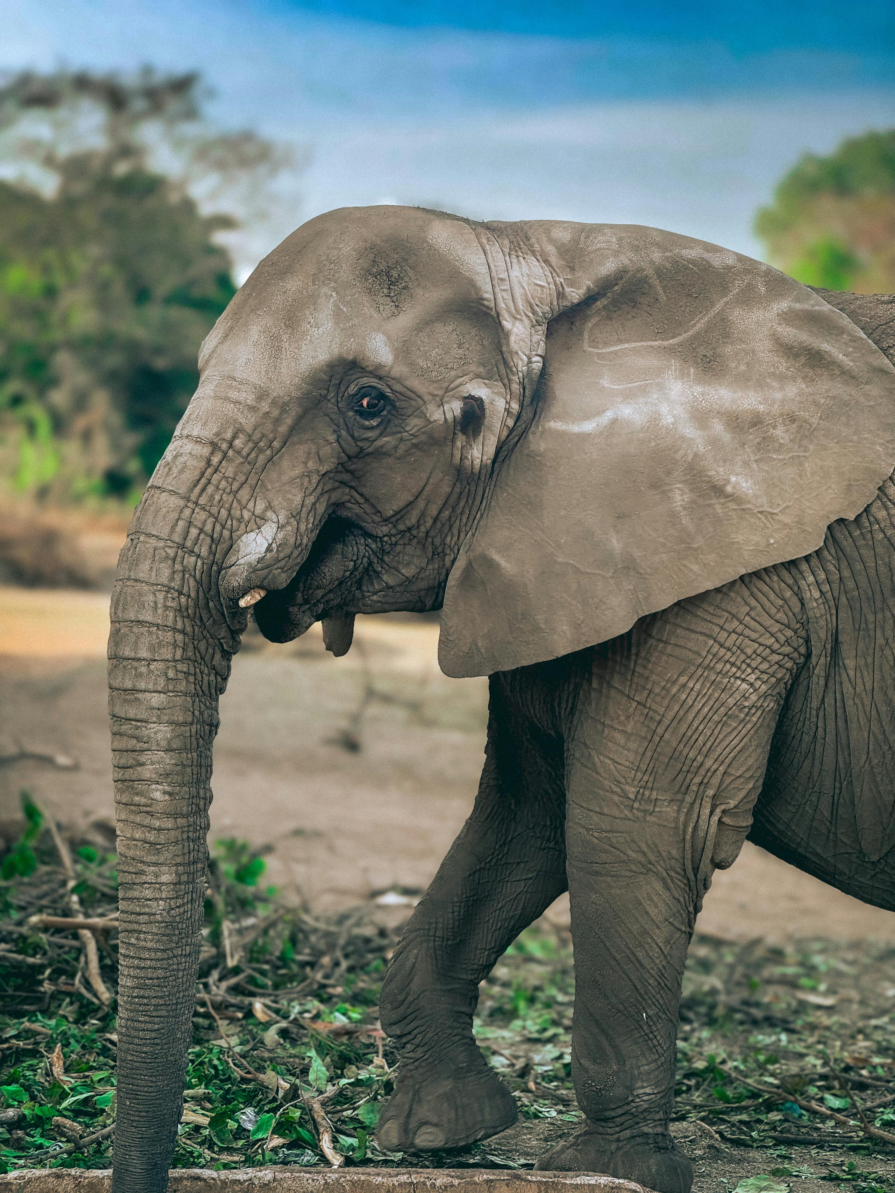 African Elephant in Nigerian Savanna at Daytime · Free Stock Photo