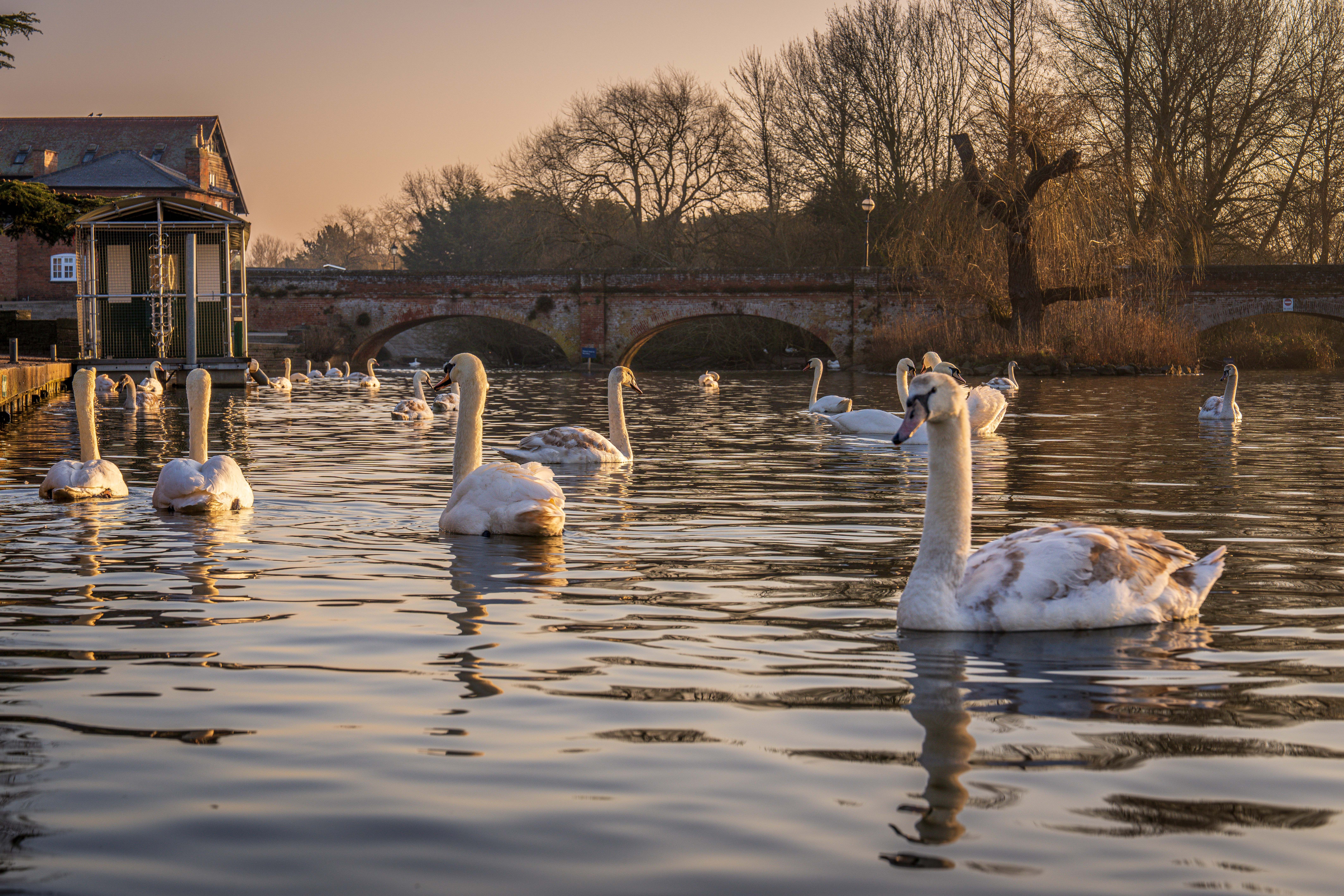 Graceful Swans on a Serene Morning Lake · Free Stock Photo