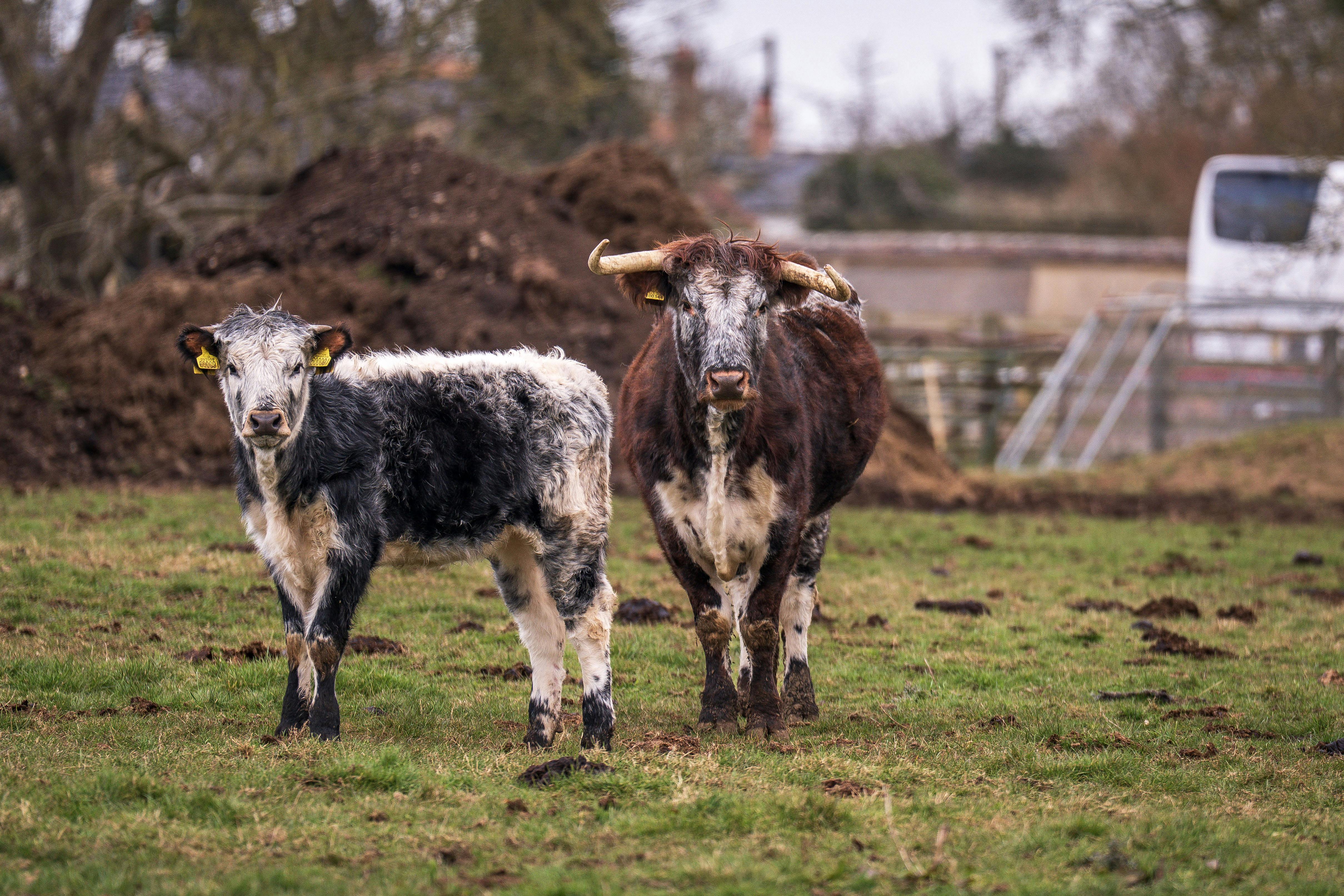 Bull Animated Photos, Download The BEST Free Bull Animated Stock Photos ...