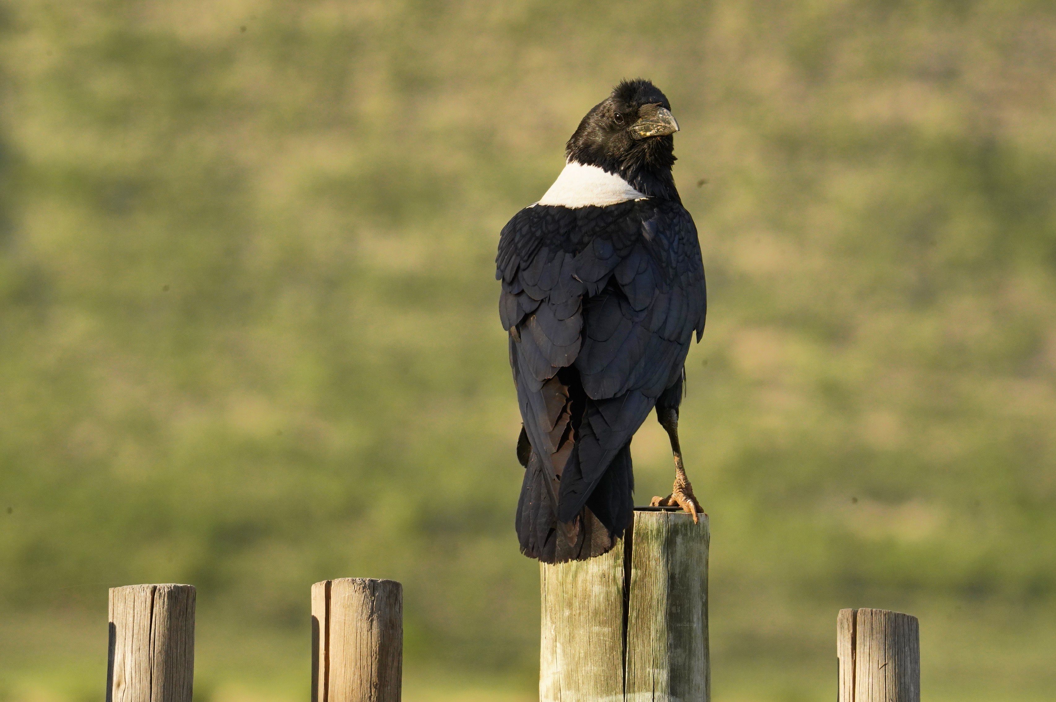 Corbeau Pie Africain Perché Sur Un Poteau En Bois à L'extérieur · Photo ...