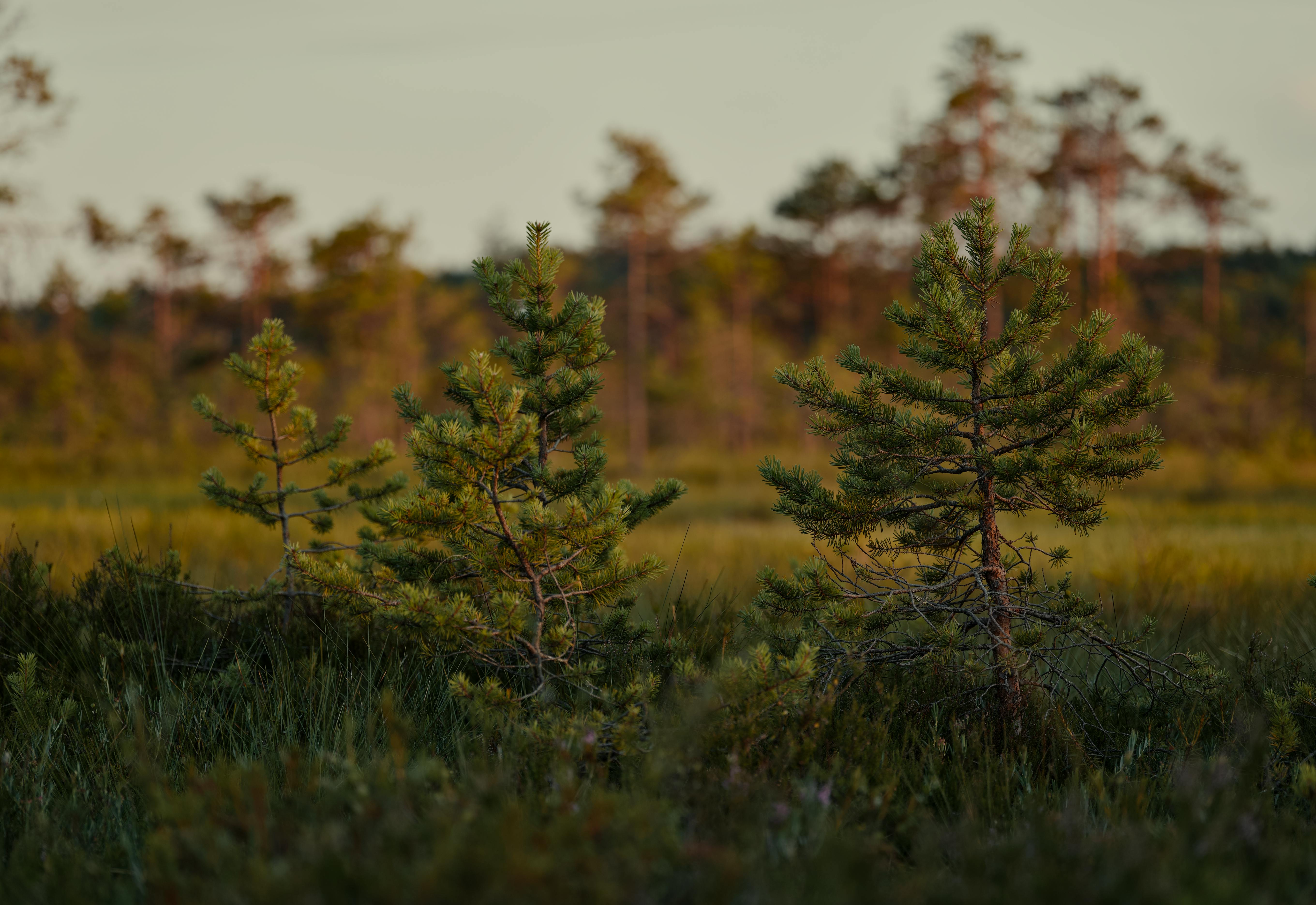 Osu Arboretum Photos, Download The BEST Free Osu Arboretum Stock Photos ...