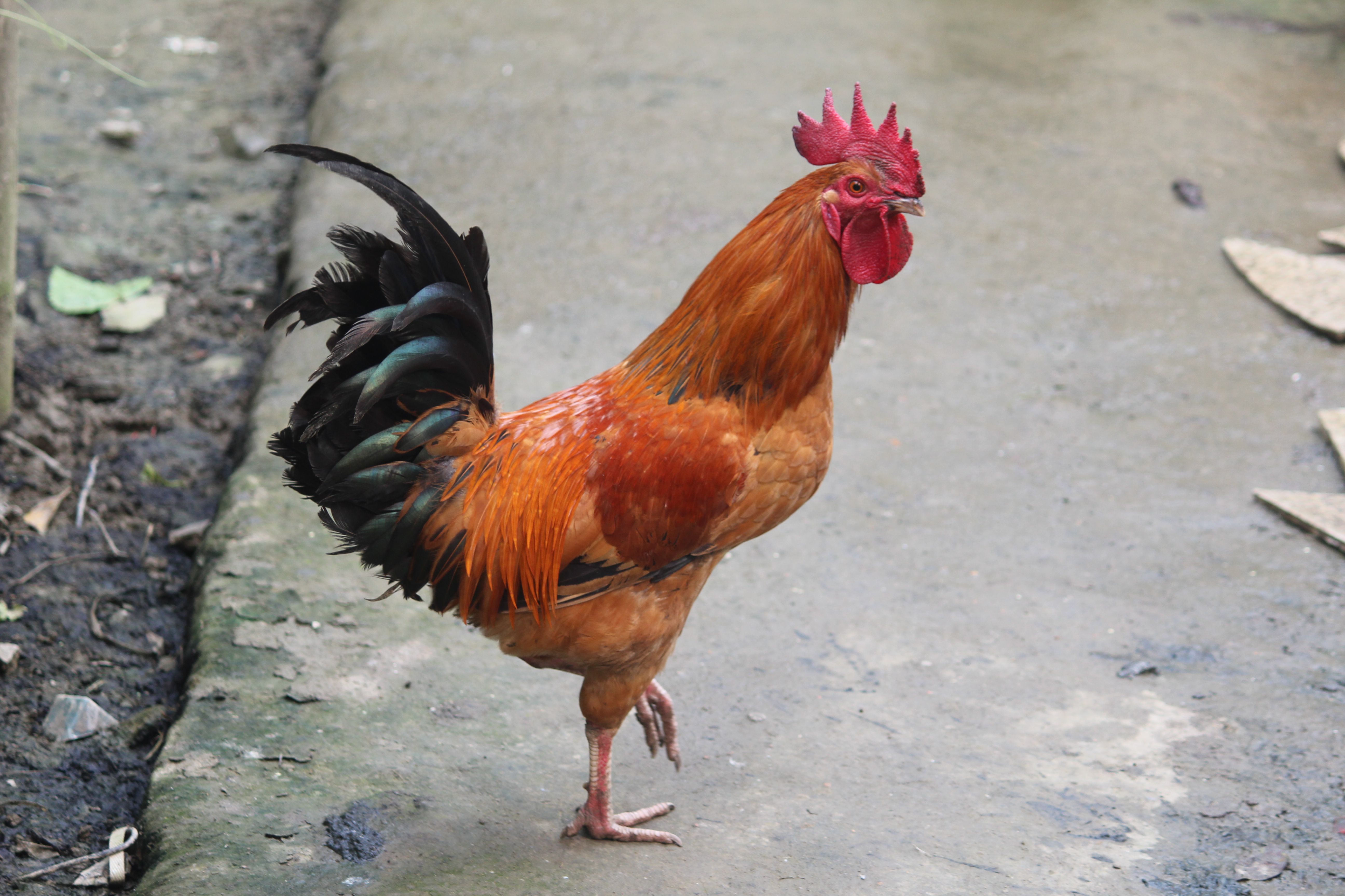 Vibrant Rooster Perched Outdoors in Profile · Free Stock Photo