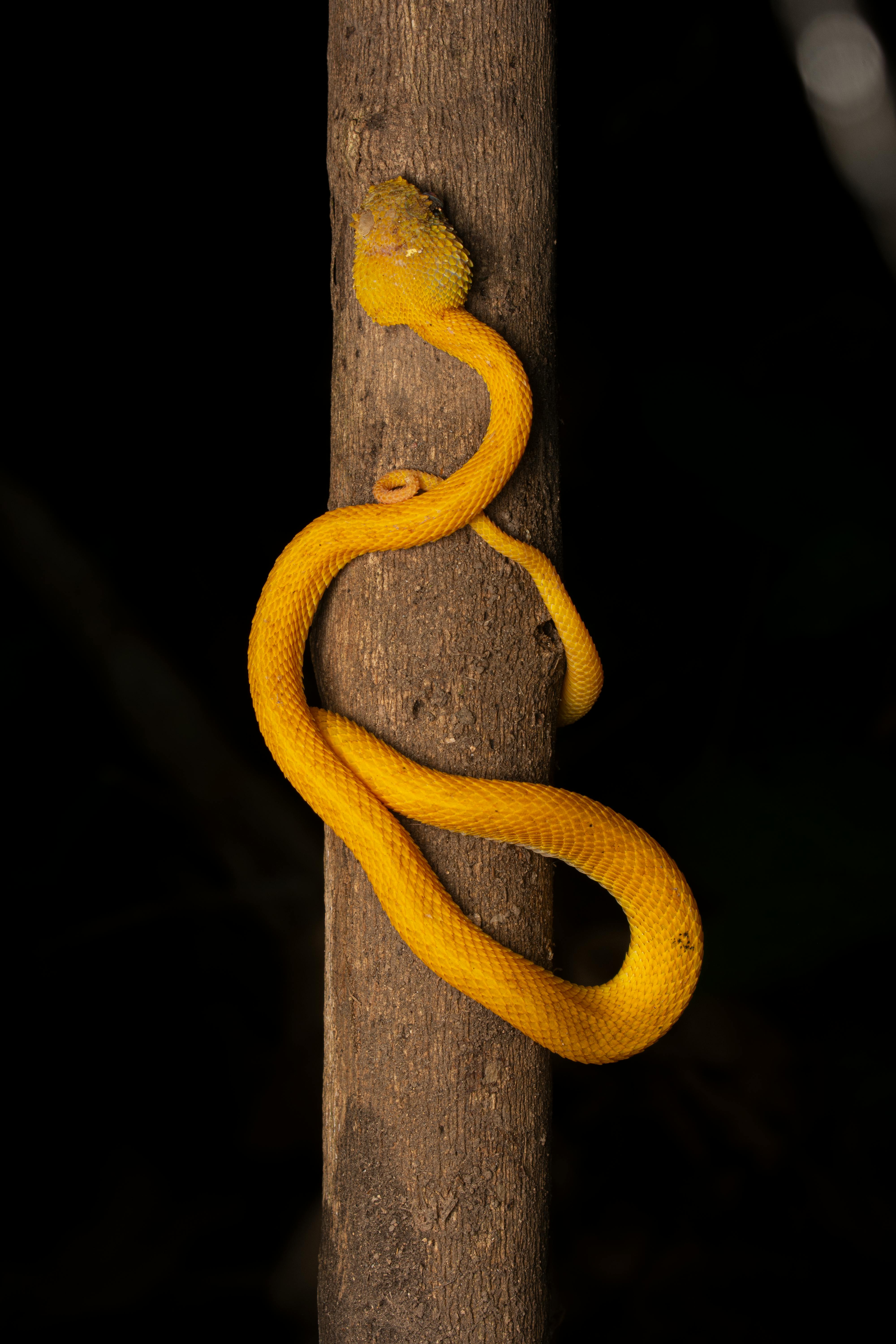 Vibrant Yellow Snake Coiled on a Tree Branch · Free Stock Photo