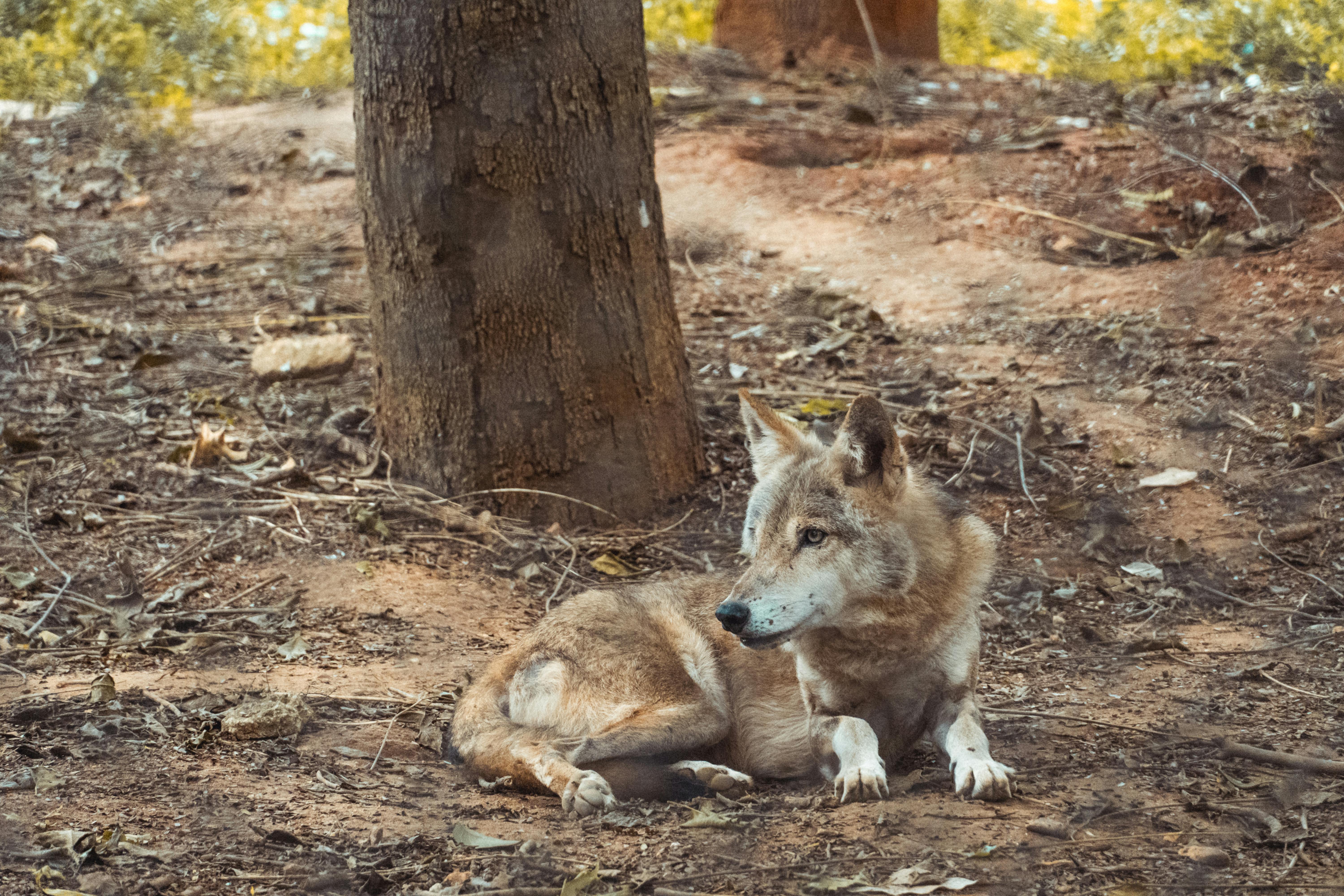 Wolf Behavior Photos, Download The BEST Free Wolf Behavior Stock Photos ...