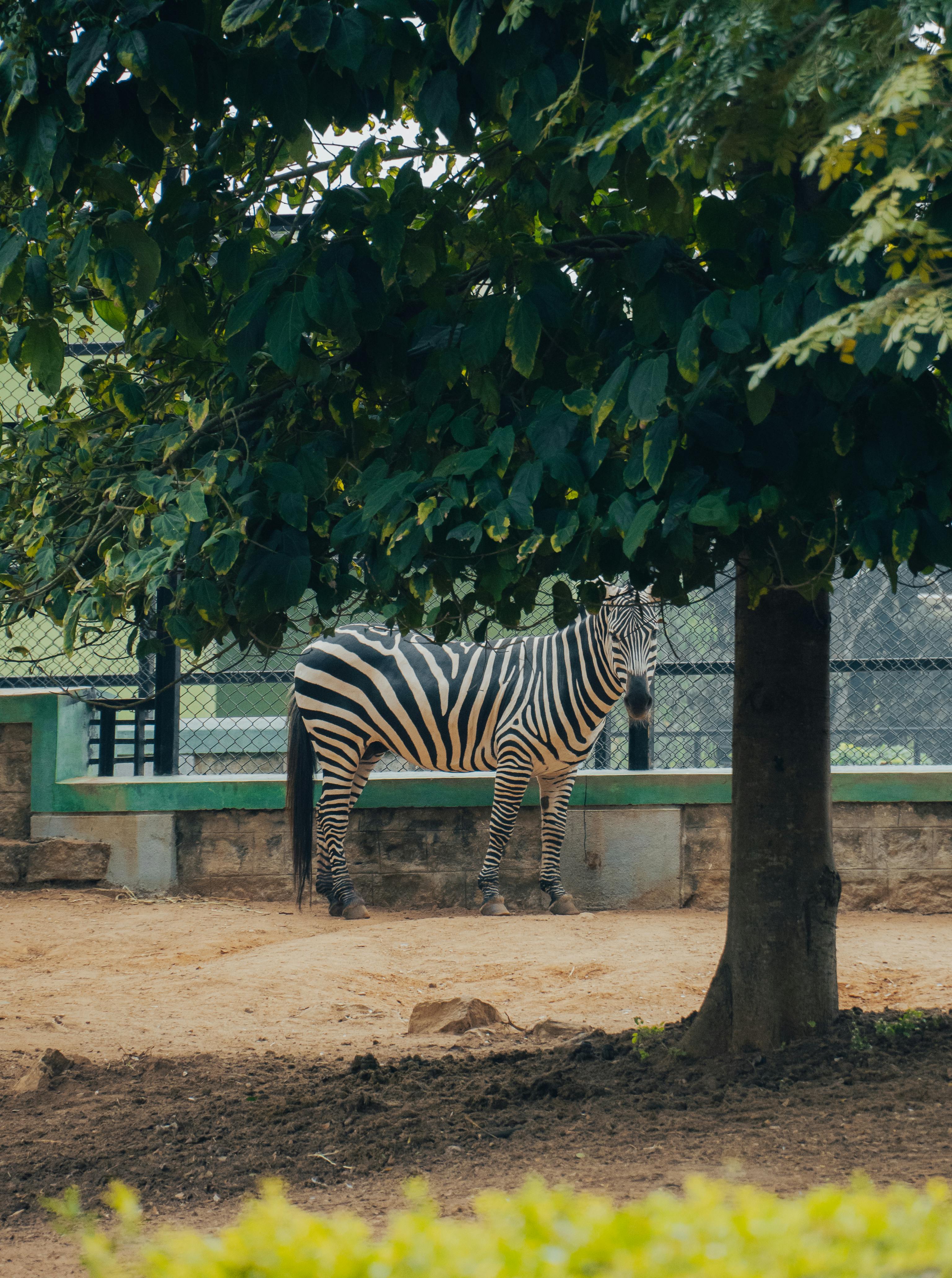Zebra in Bangalore Zoo Wildlife Enclosure · Free Stock Photo