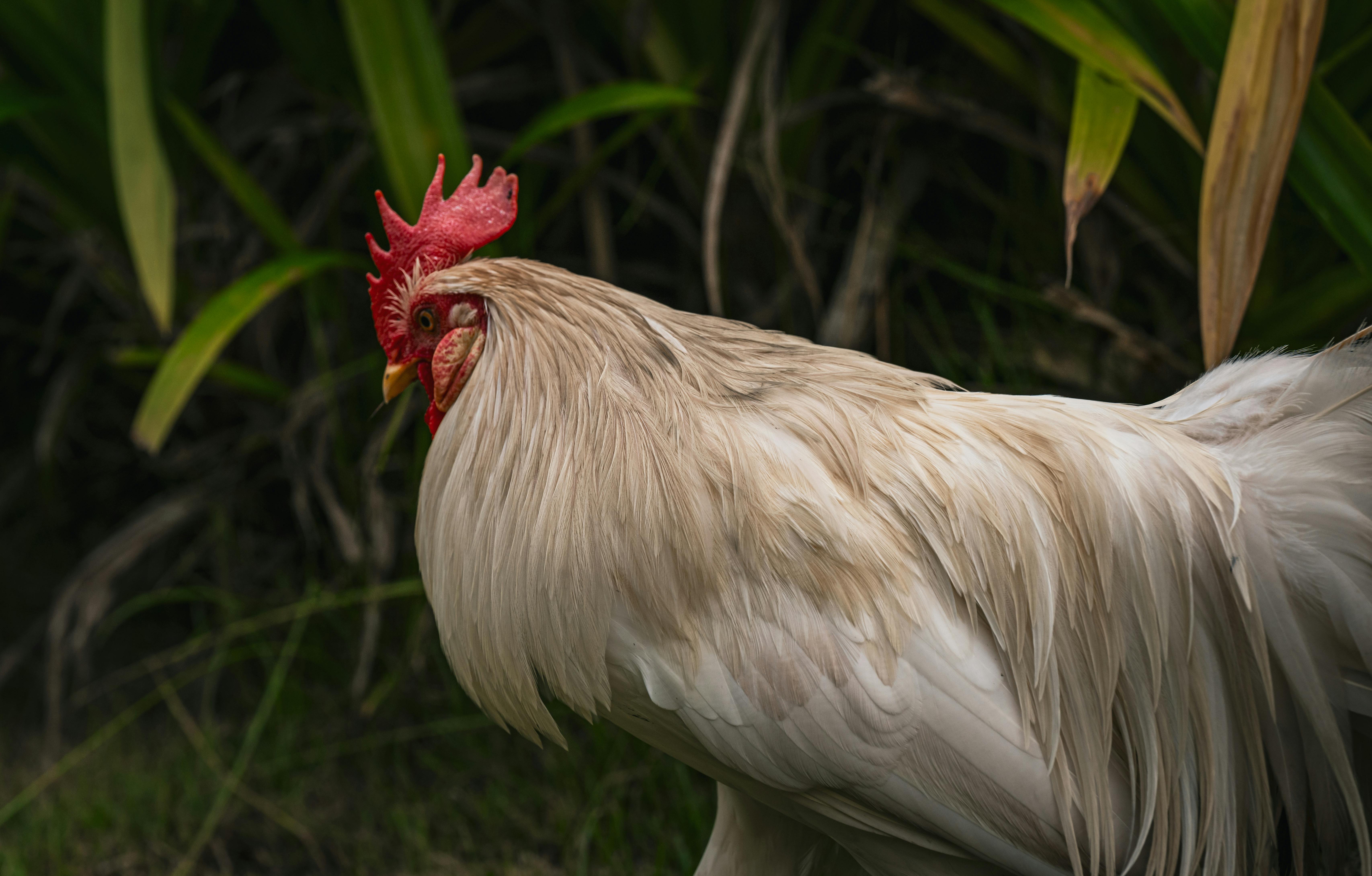 Chicken 65 Photos, Download The BEST Free Chicken 65 Stock Photos & HD ...