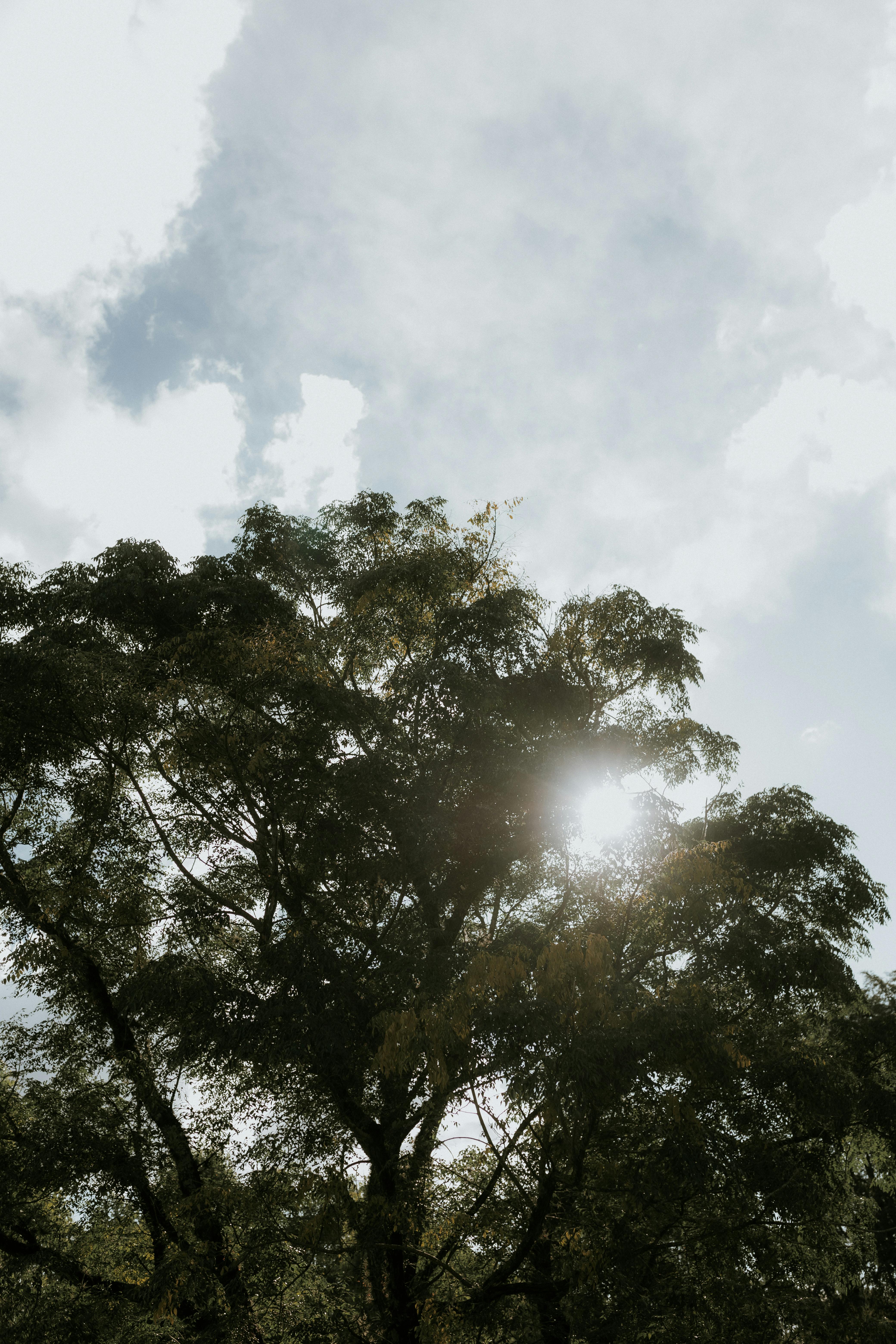 Sunlight Filtering Through Tree Canopy · Free Stock Photo