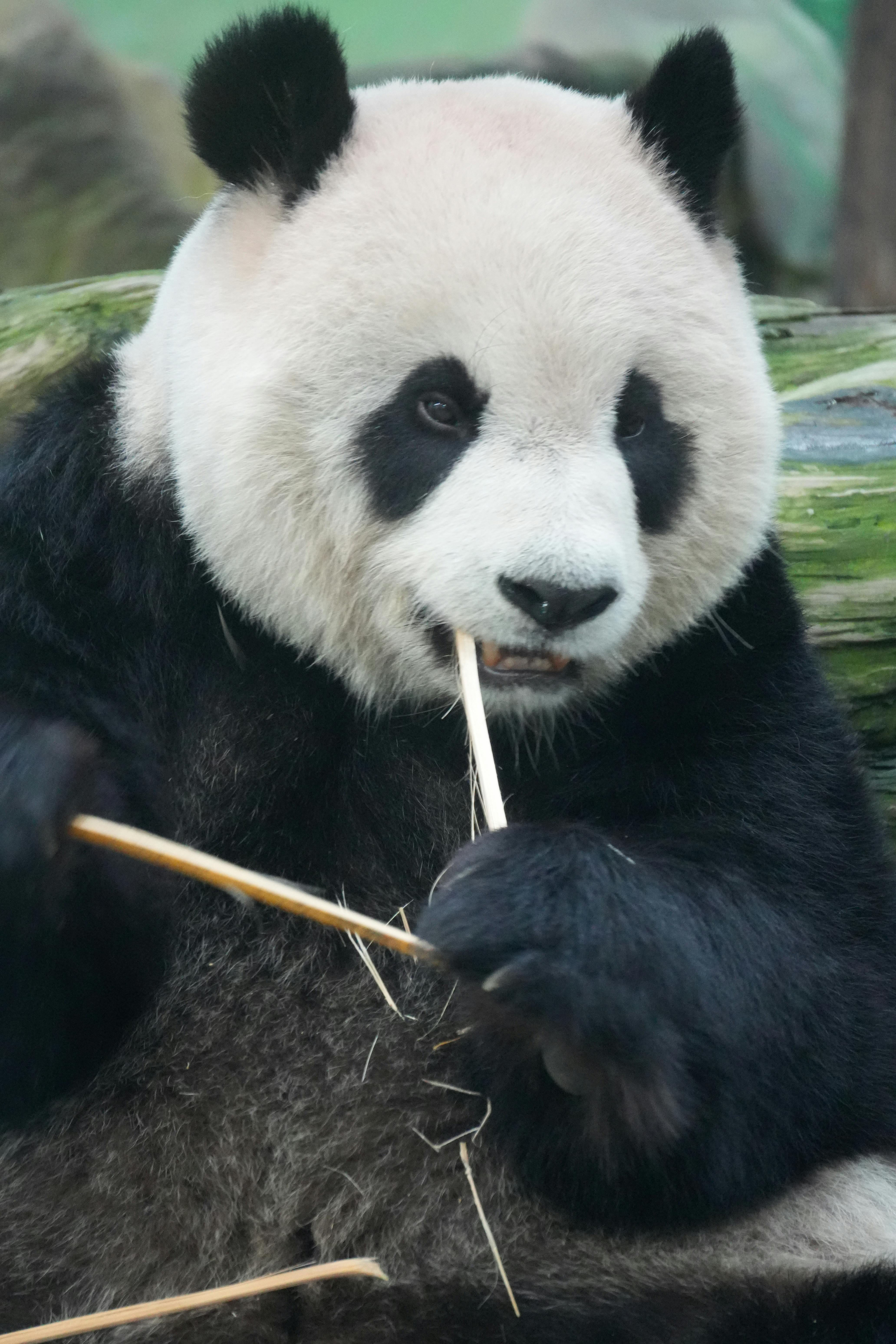 Giant Panda Eating Bamboo in Taiwan Zoo · Free Stock Photo