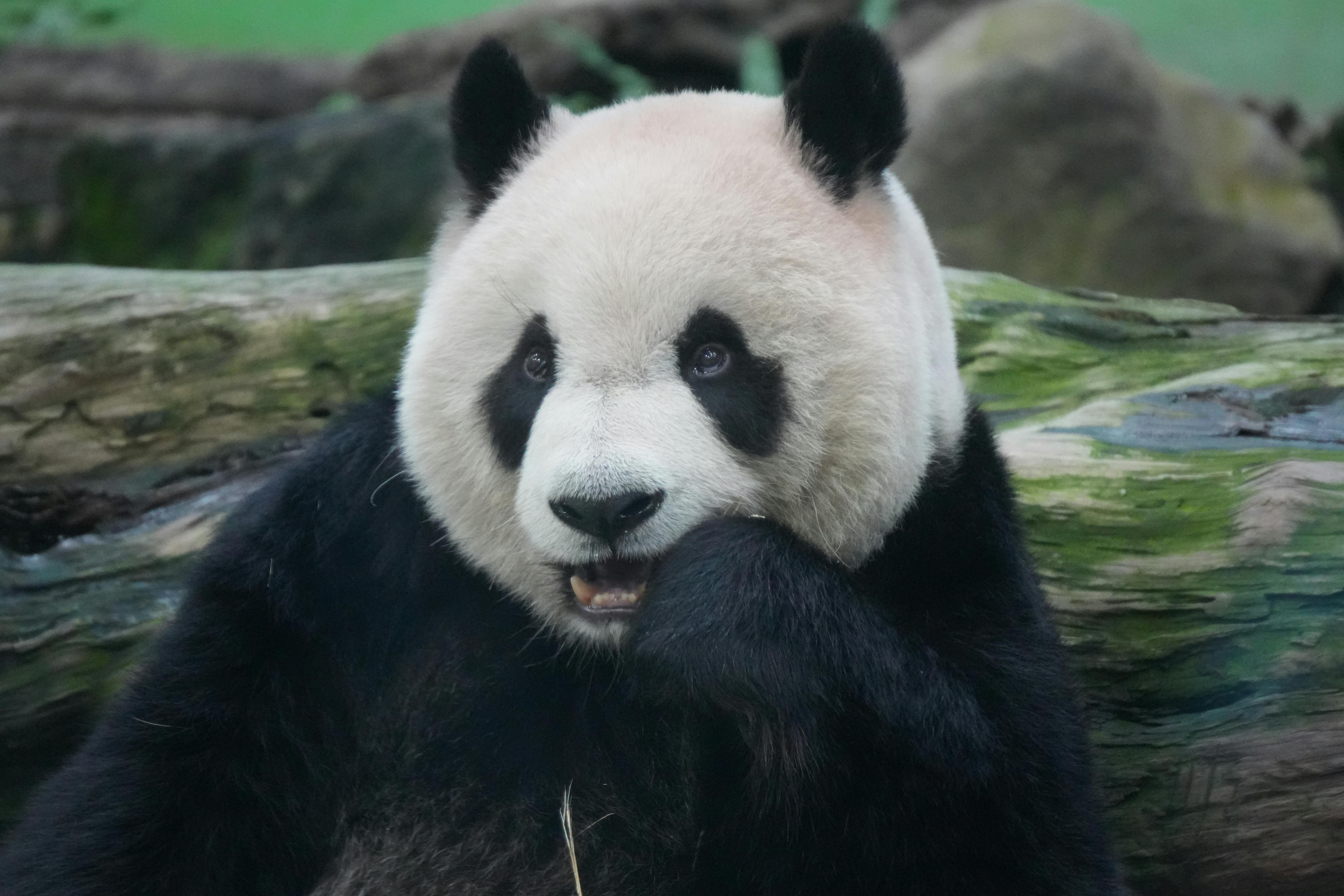 Adorable Giant Panda Resting on Fallen Log · Free Stock Photo