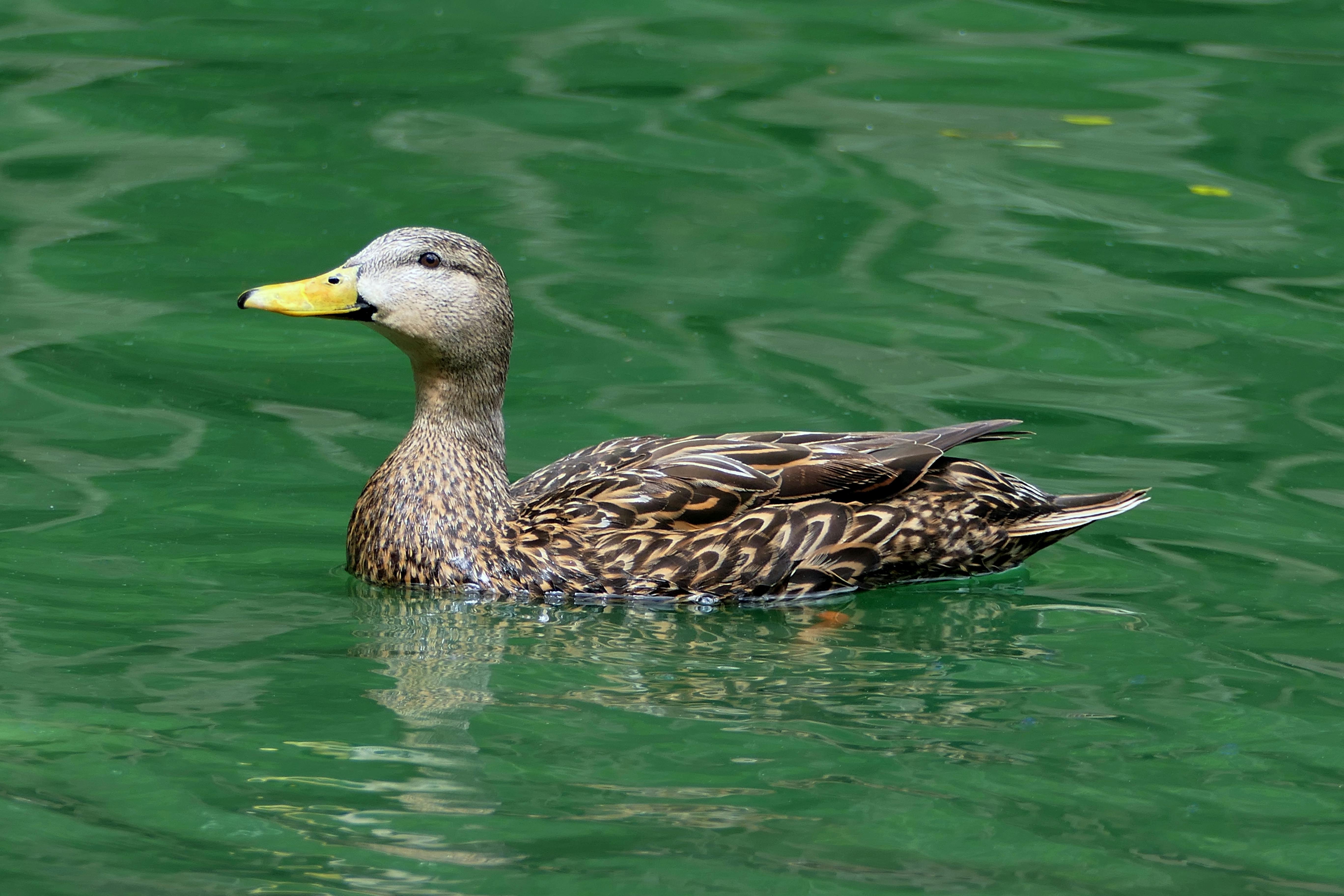 Mottled Duck Gliding on Green Waters in Florida · Free Stock Photo
