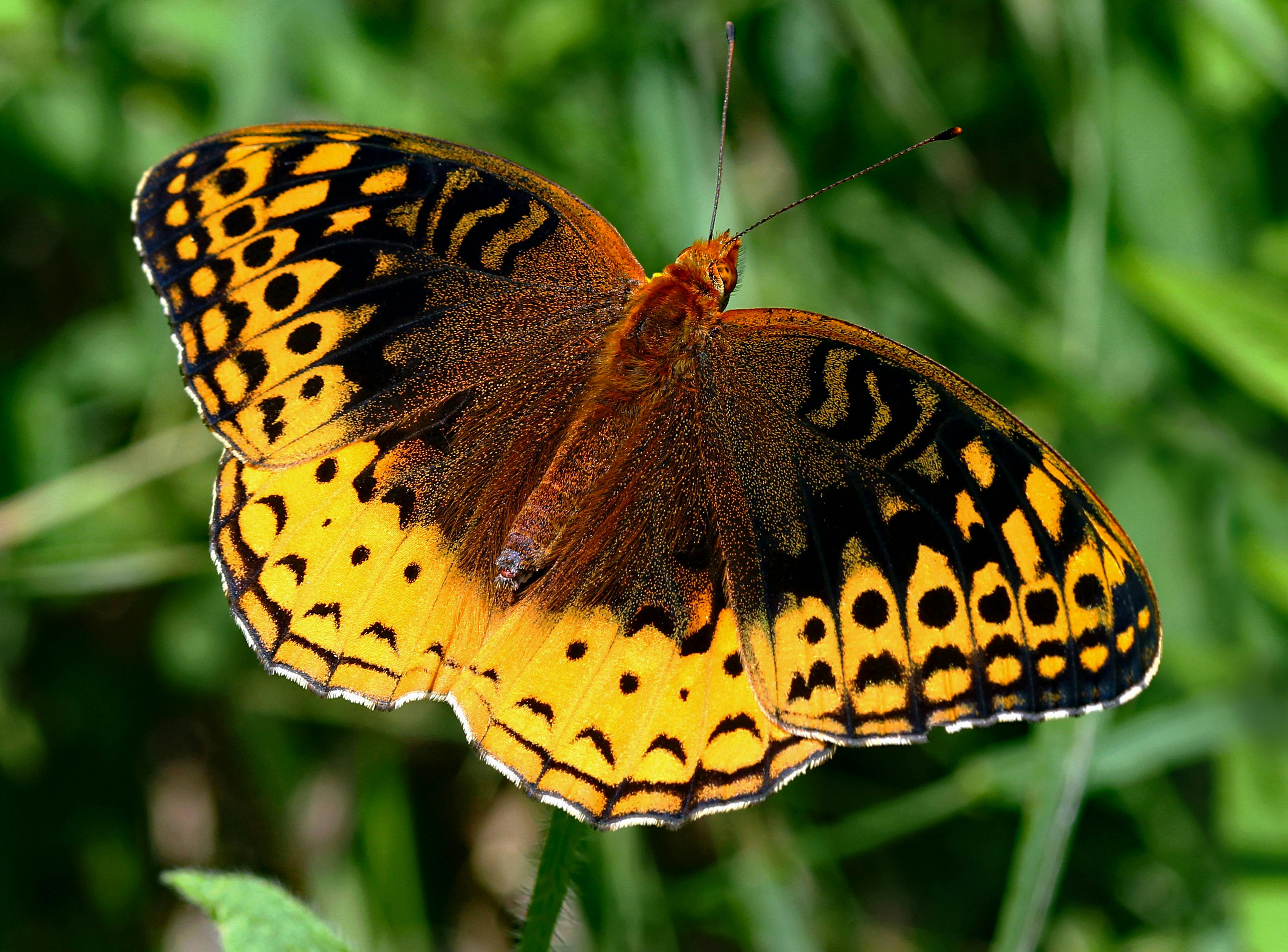 Beautiful Great Spangled Fritillary Butterfly Close-Up · Free Stock Photo
