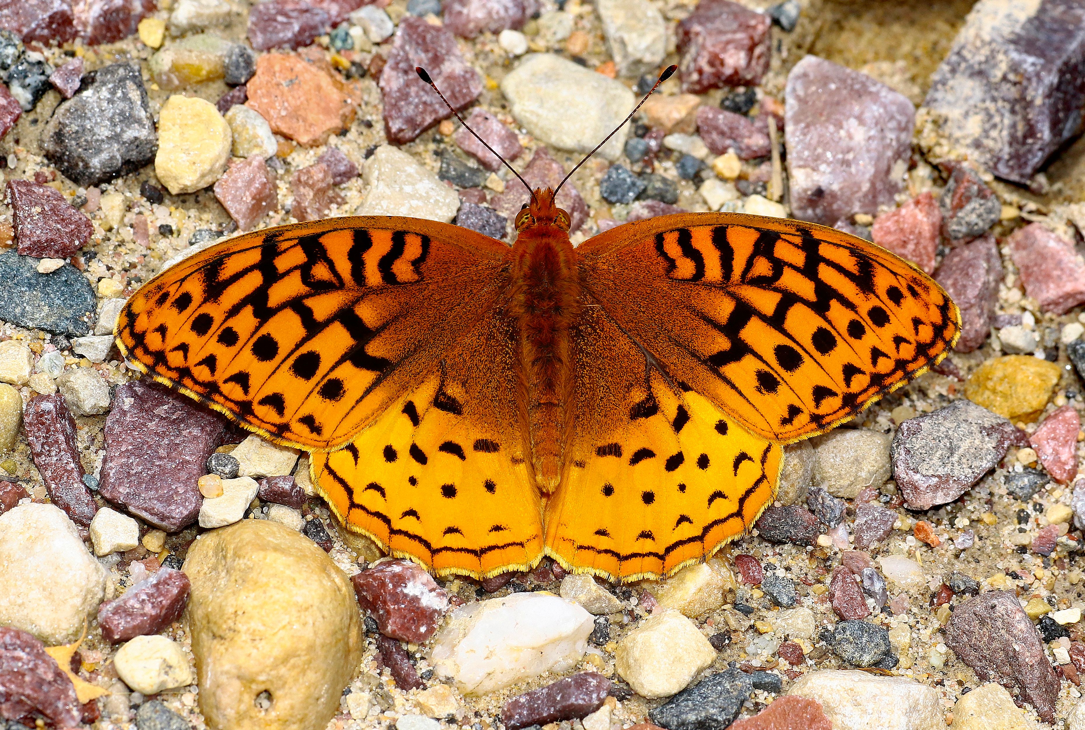 Vibrant Spangled Fritillary Butterfly on Rocks · Free Stock Photo