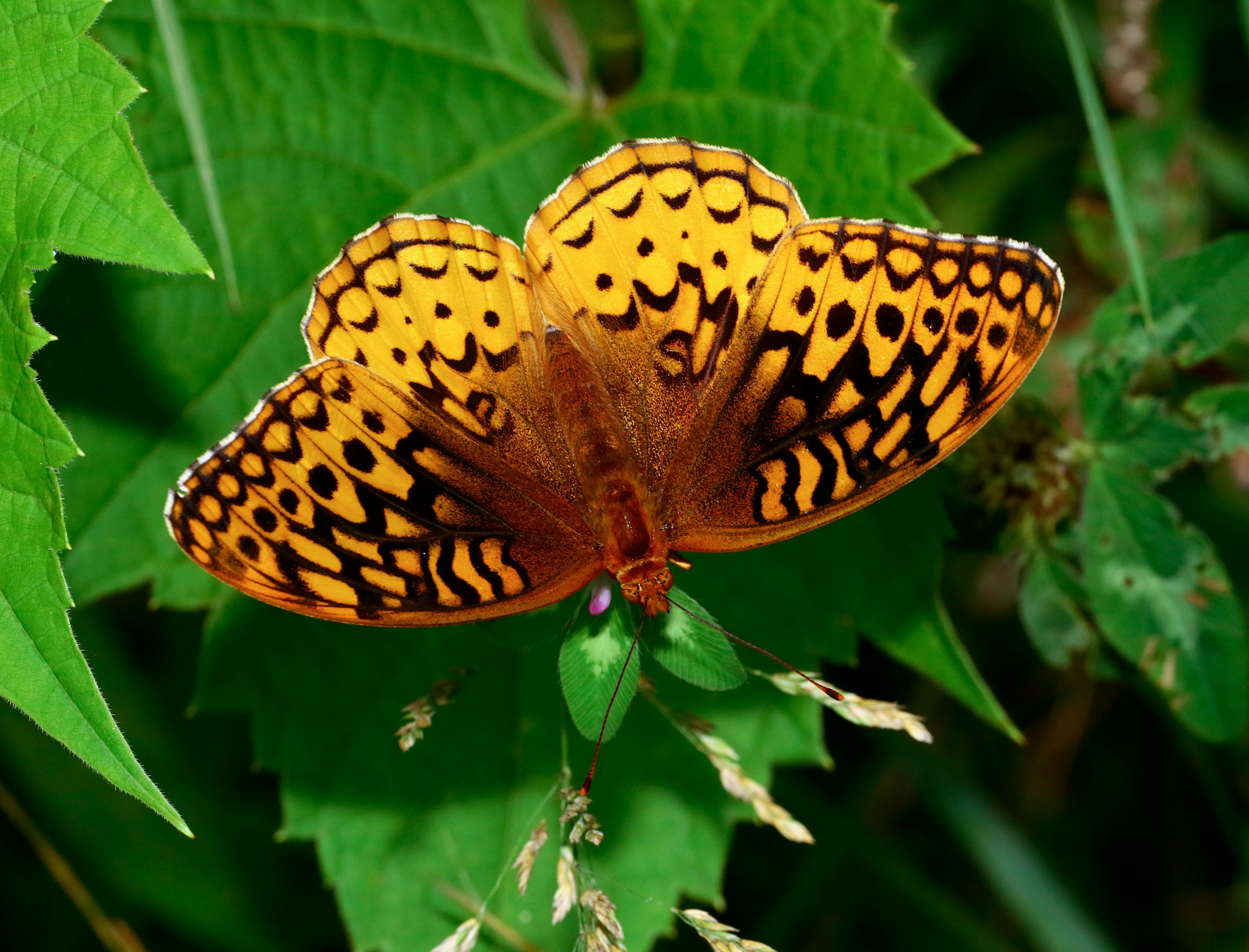 Vibrant Great Spangled Fritillary Butterfly on Leaf · Free Stock Photo