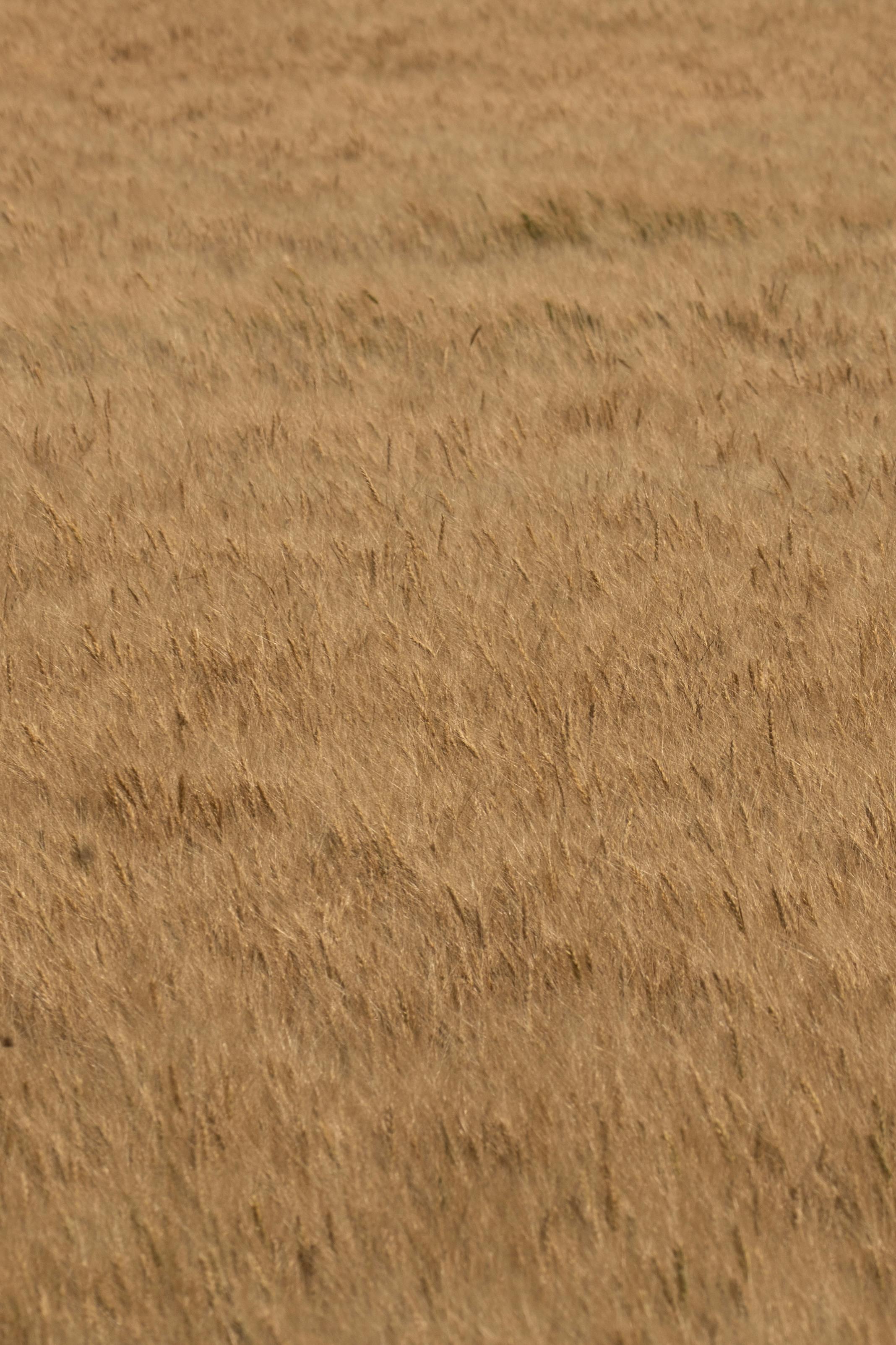 Textures Of Wheat Photos, Download The BEST Free Textures Of Wheat ...