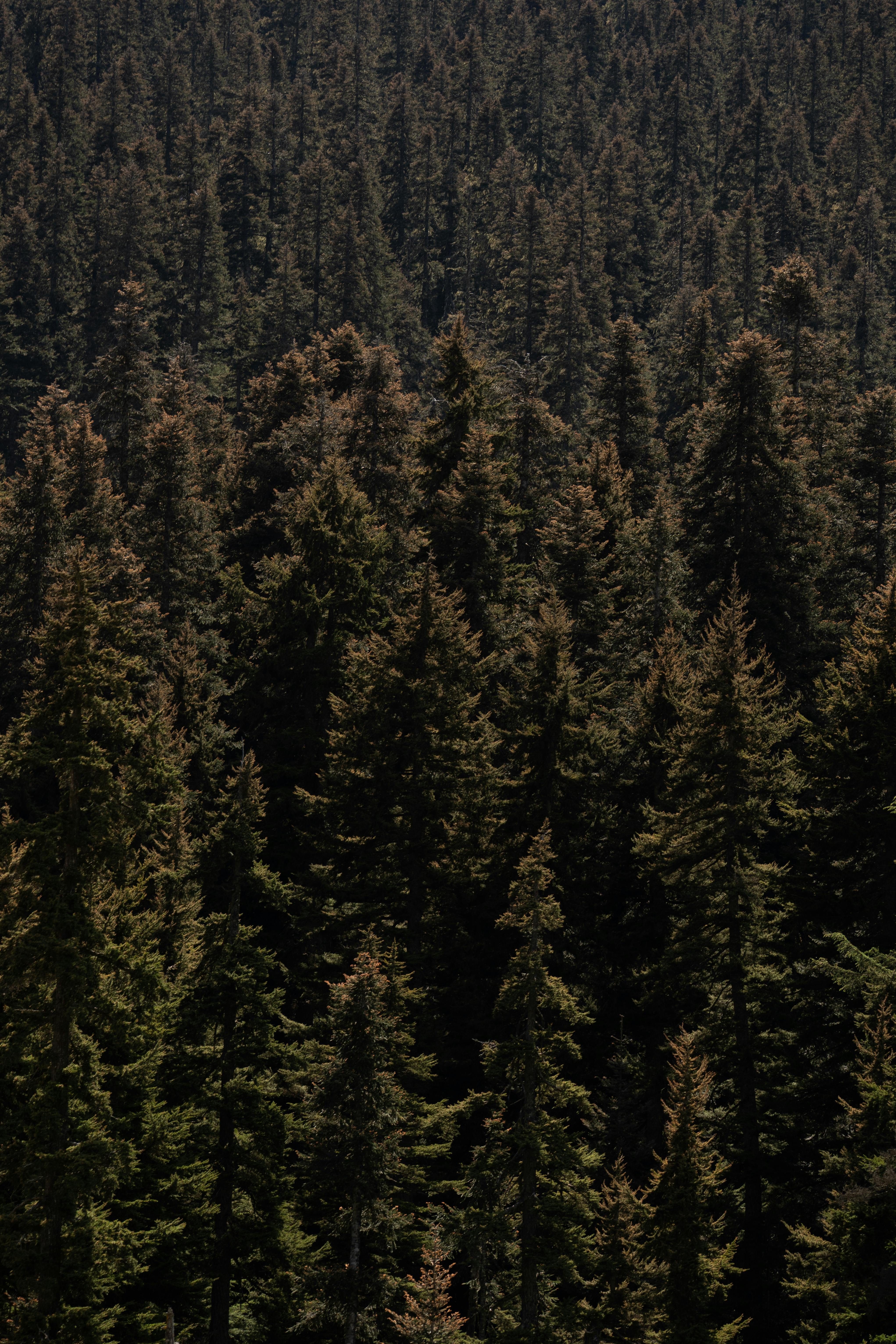 Dense Tree Coverage Photos, Download The BEST Free Dense Tree Coverage ...