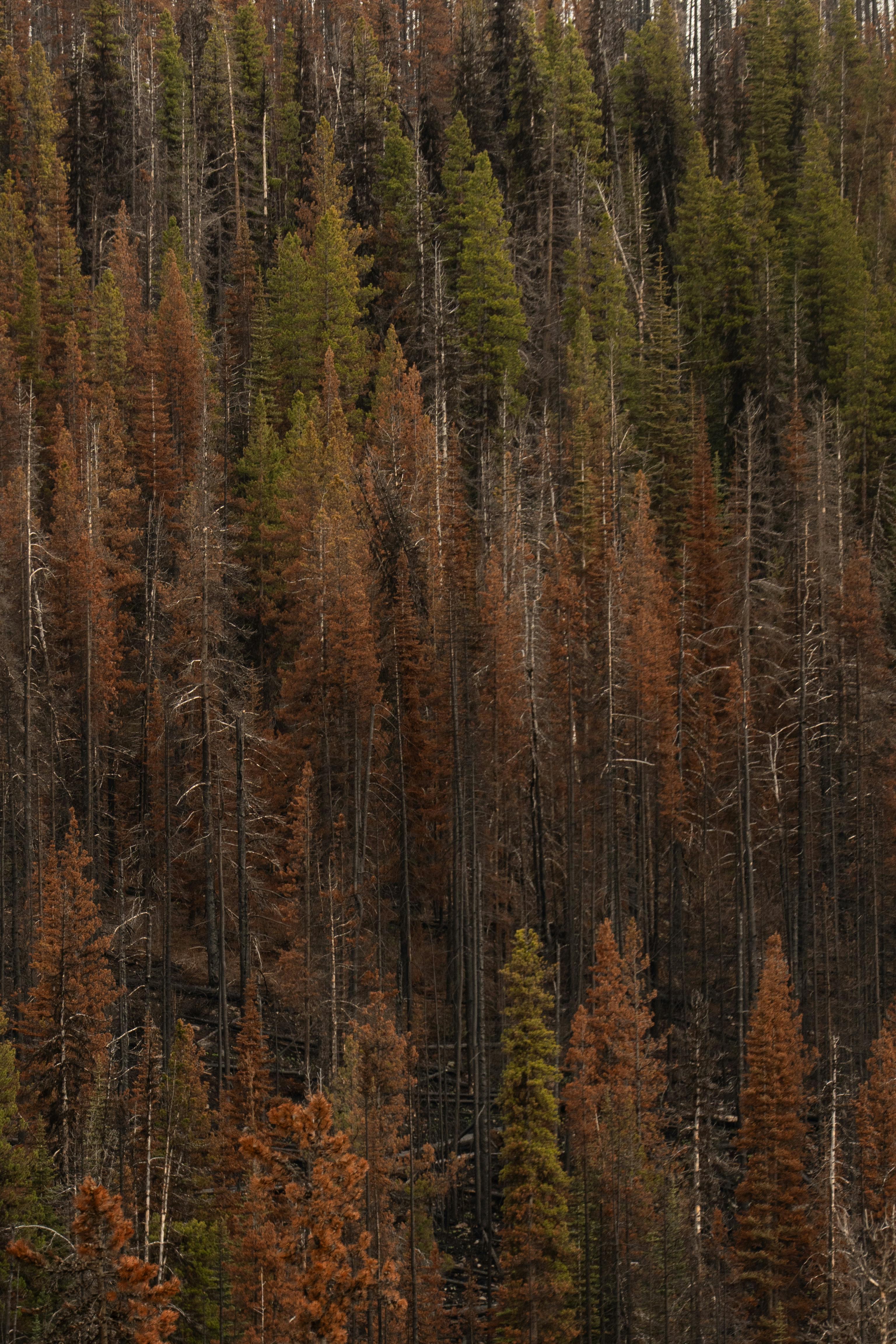Burnt Forest Landscape with Evergreen Regrowth · Free Stock Photo