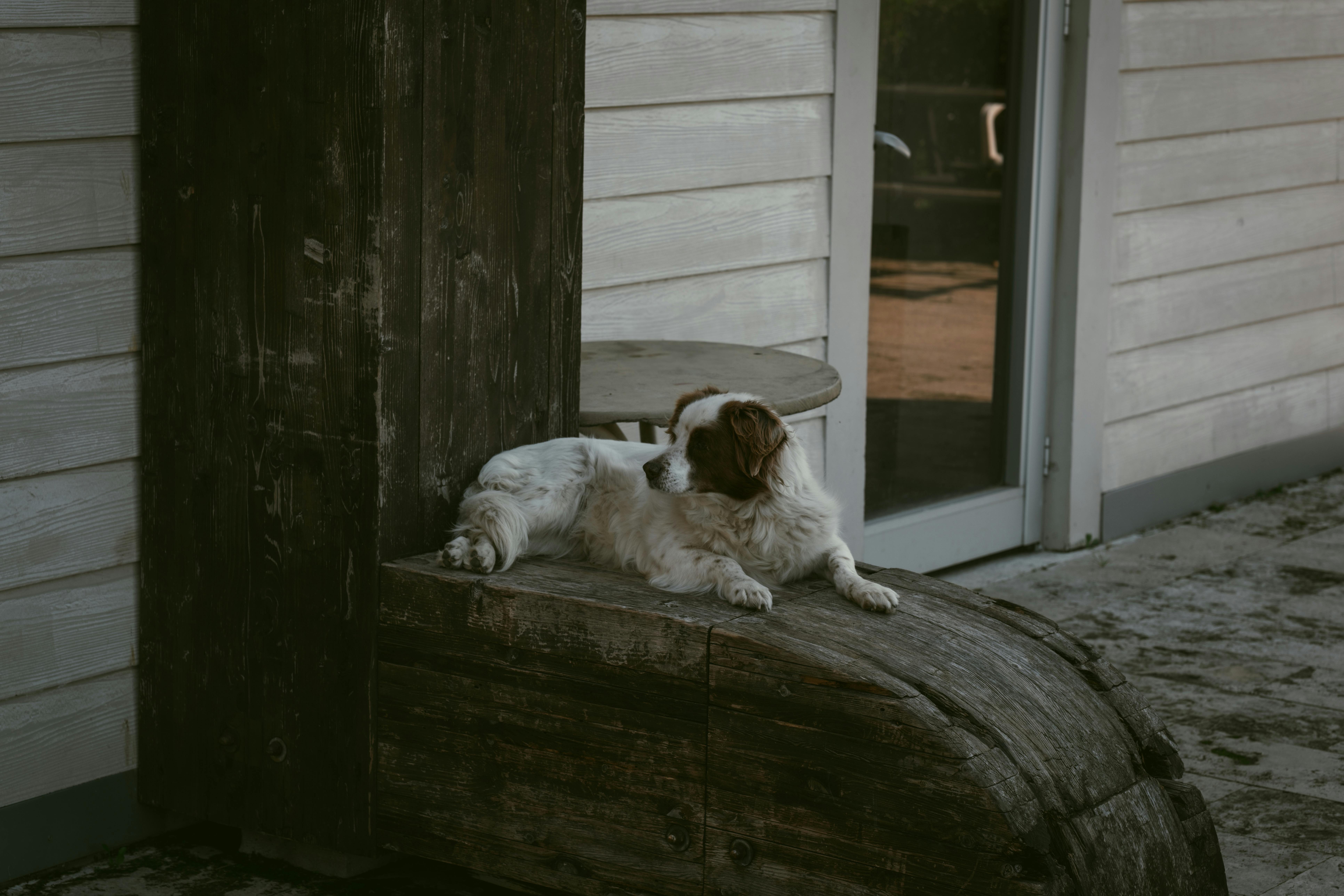 Comfortable Dog Lounging Outdoors on Rustic Patio · Free Stock Photo