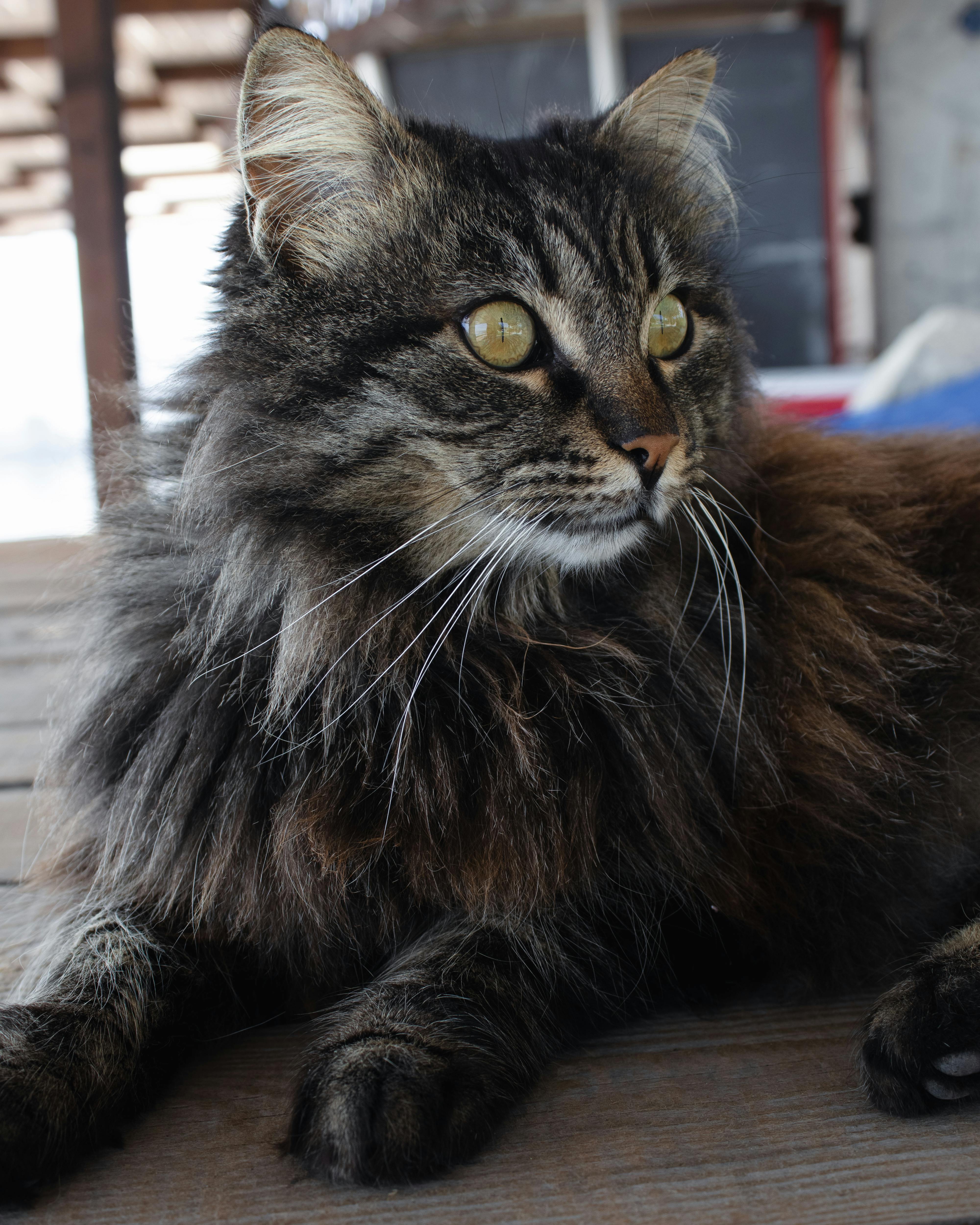 Cute Kittin Wallpaper Photos, Download The BEST Free Cute Kittin ...