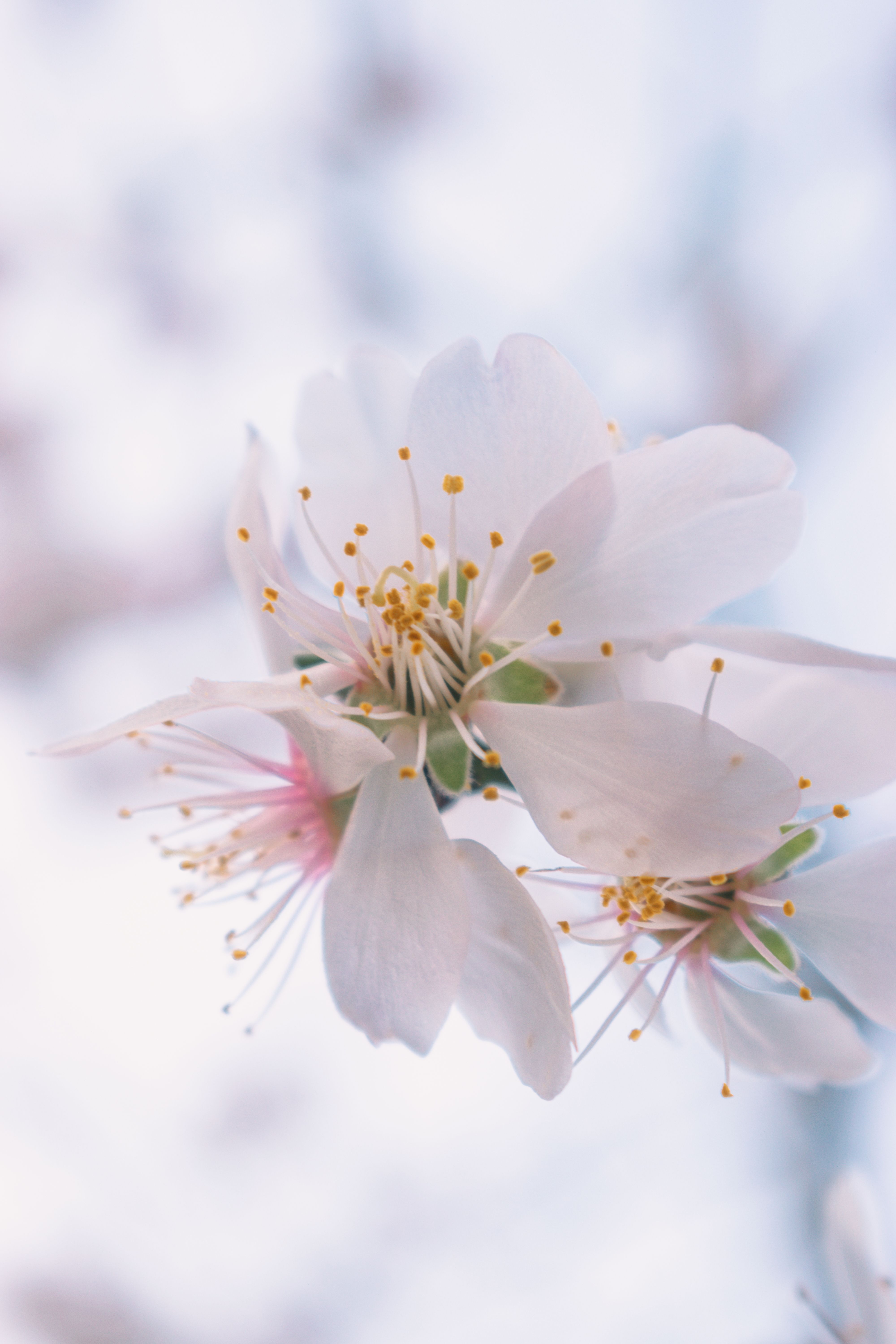 Spring Season Photos, Download The BEST Free Spring Season Stock Photos ...