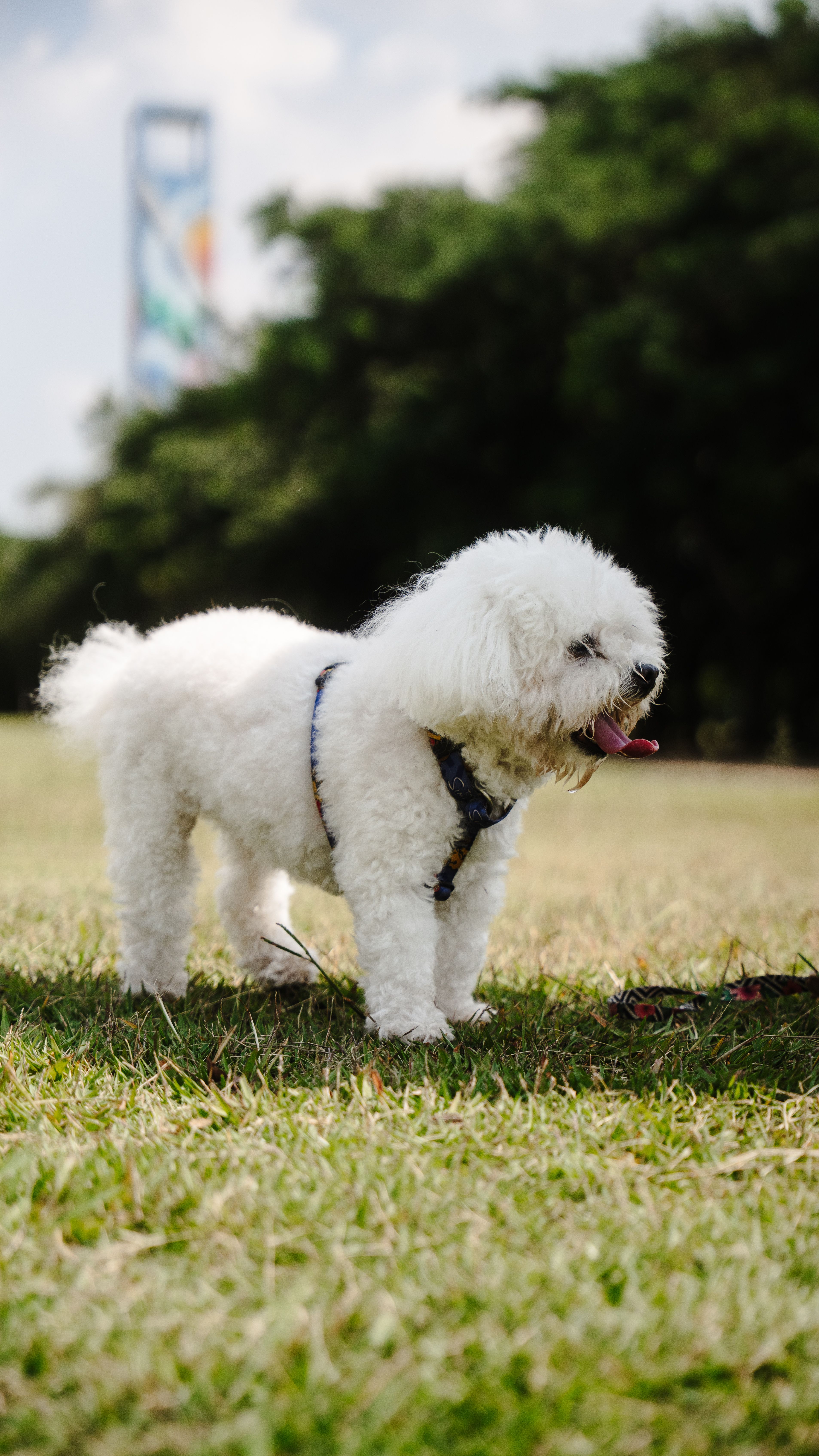 Bishon Photos, Download The BEST Free Bishon Stock Photos & HD Images