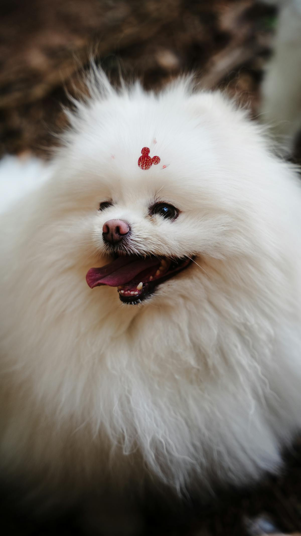 Small Dog Photos, Download The BEST Free Small Dog Stock Photos & HD Images