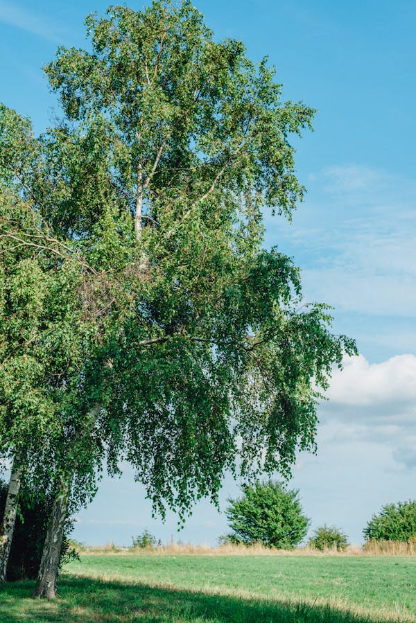 Birch Photos, Download The BEST Free Birch Stock Photos & HD Images