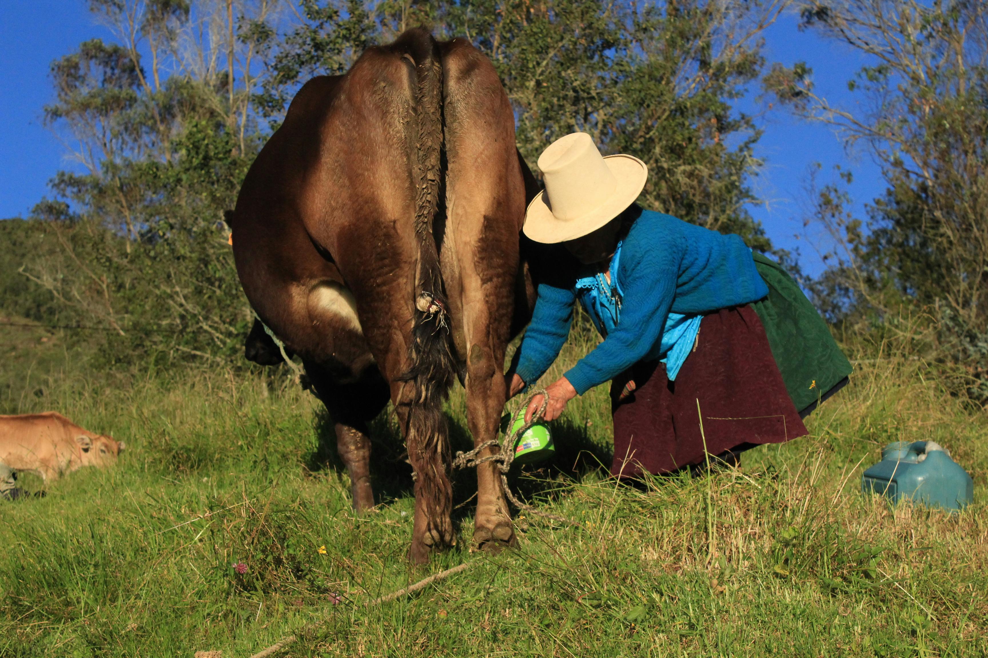 Ordeño Tradicional De Vacas En Cajamarca, Perú · Foto de stock gratuita