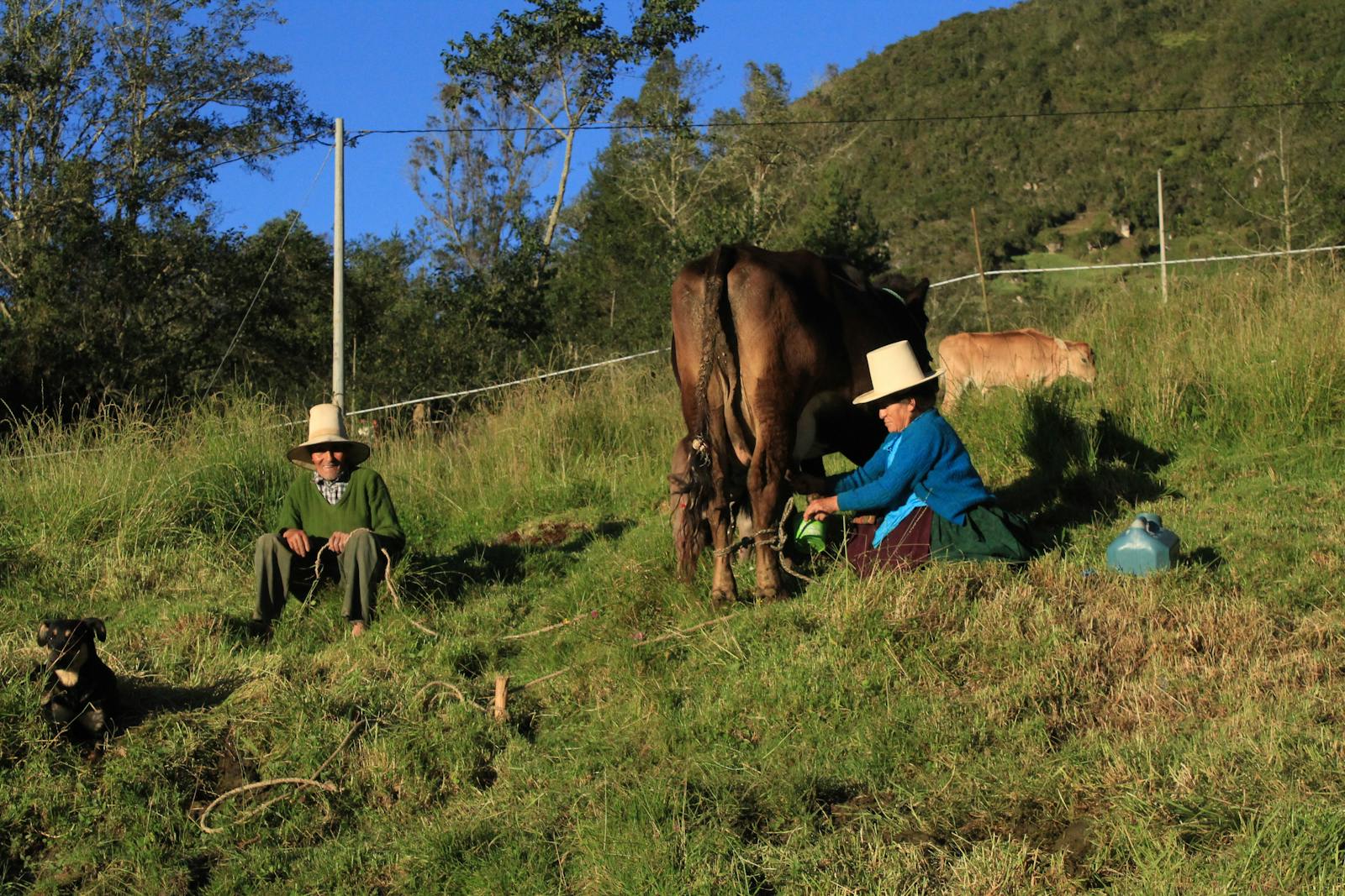 Farm Life Photos, Download The BEST Free Farm Life Stock Photos & HD Images