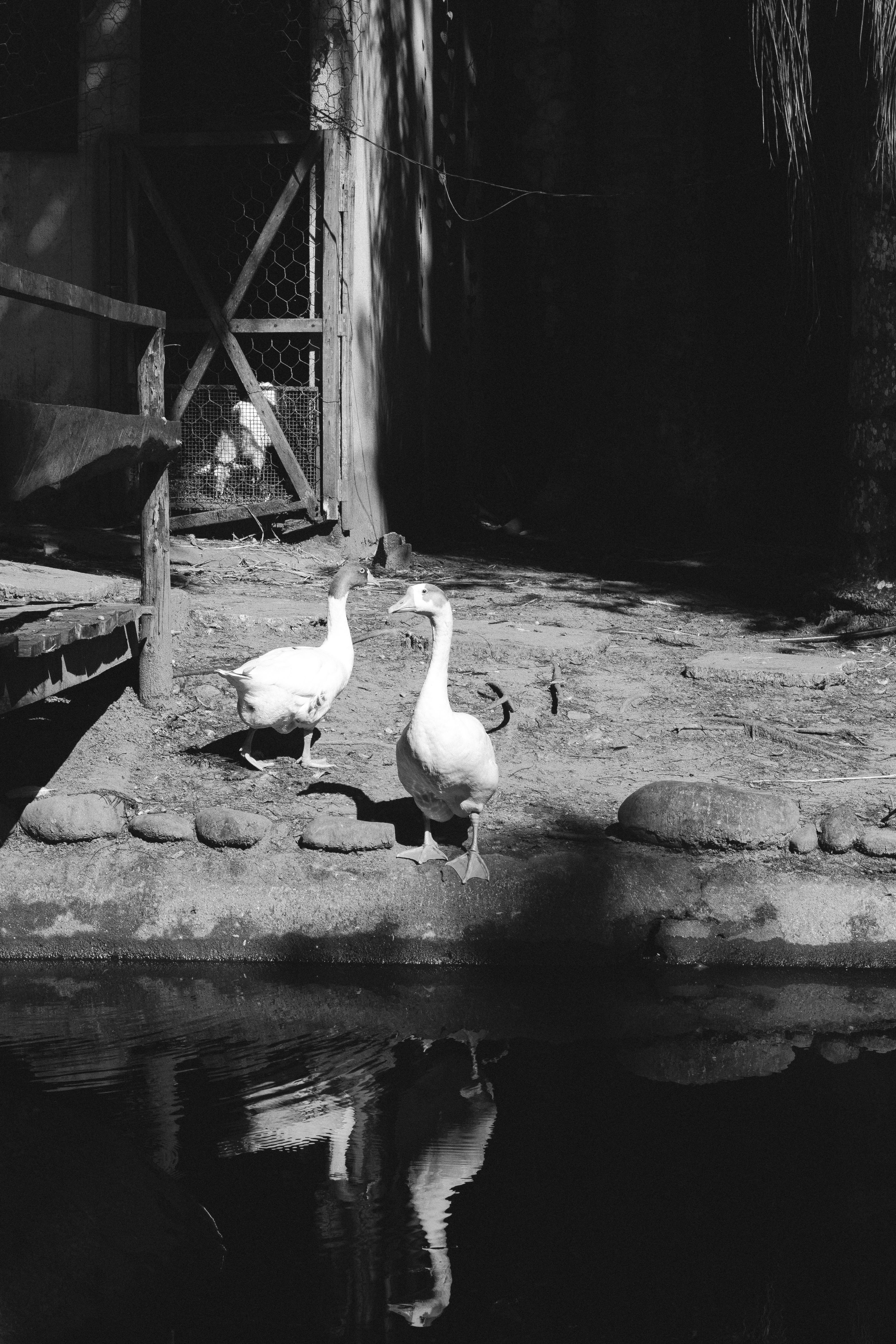 Aviary Gate Photos, Download The BEST Free Aviary Gate Stock Photos ...
