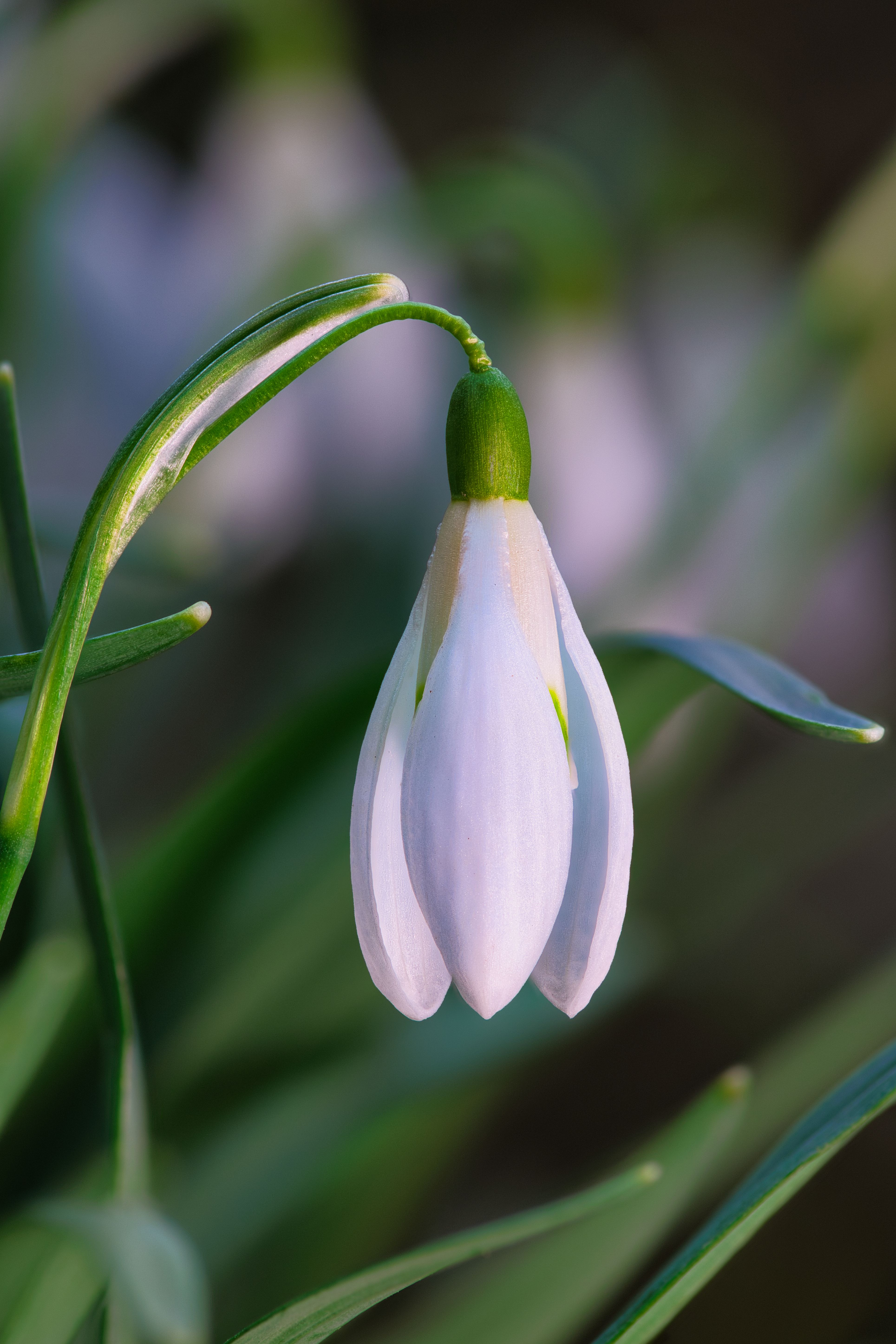 Close-up of Snowdrop Flower in Spring · Free Stock Photo