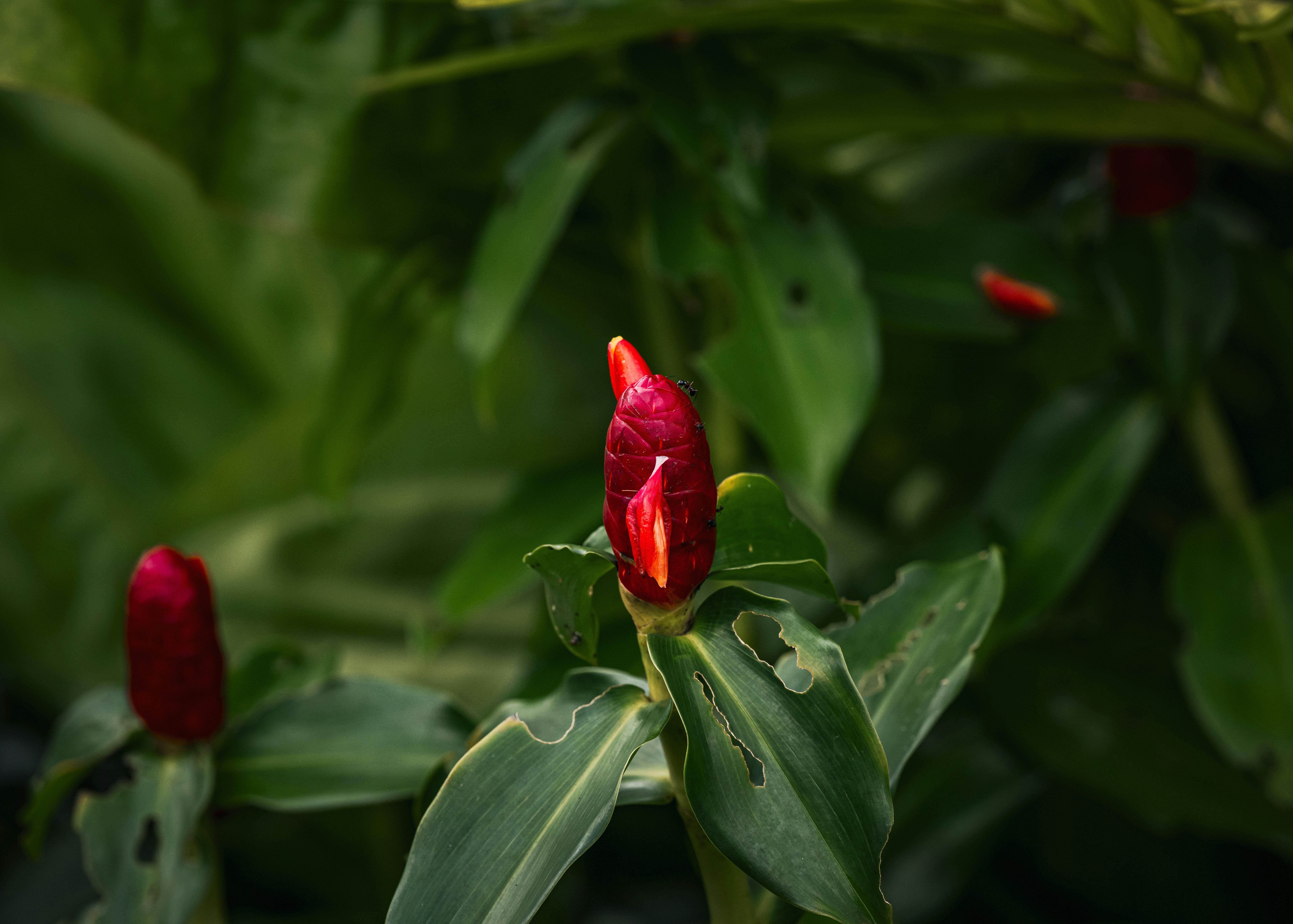 Vibrant Red Costus Flower Close-Up in Thailand · Free Stock Photo