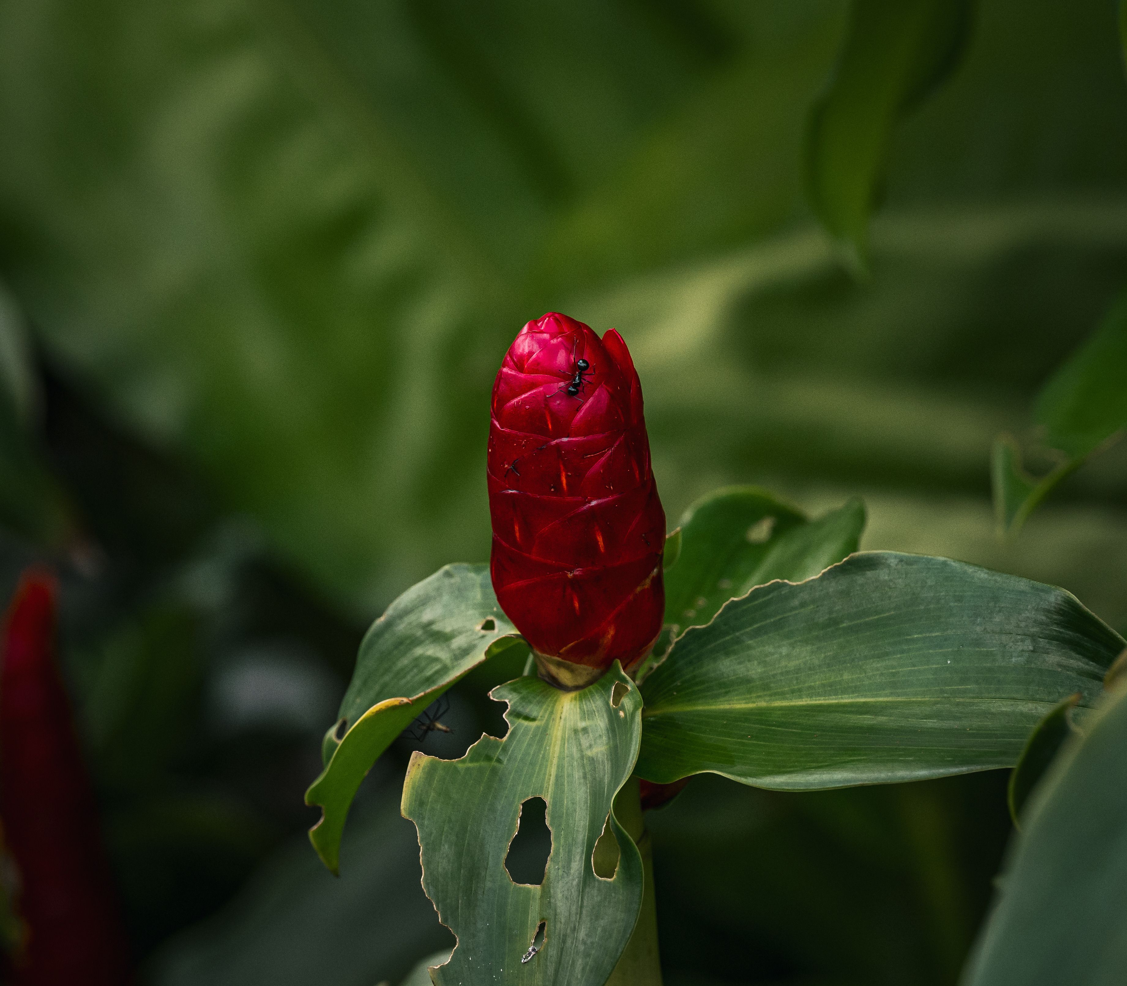 Vibrant Red Spiral Ginger Plant Close-Up · Free Stock Photo