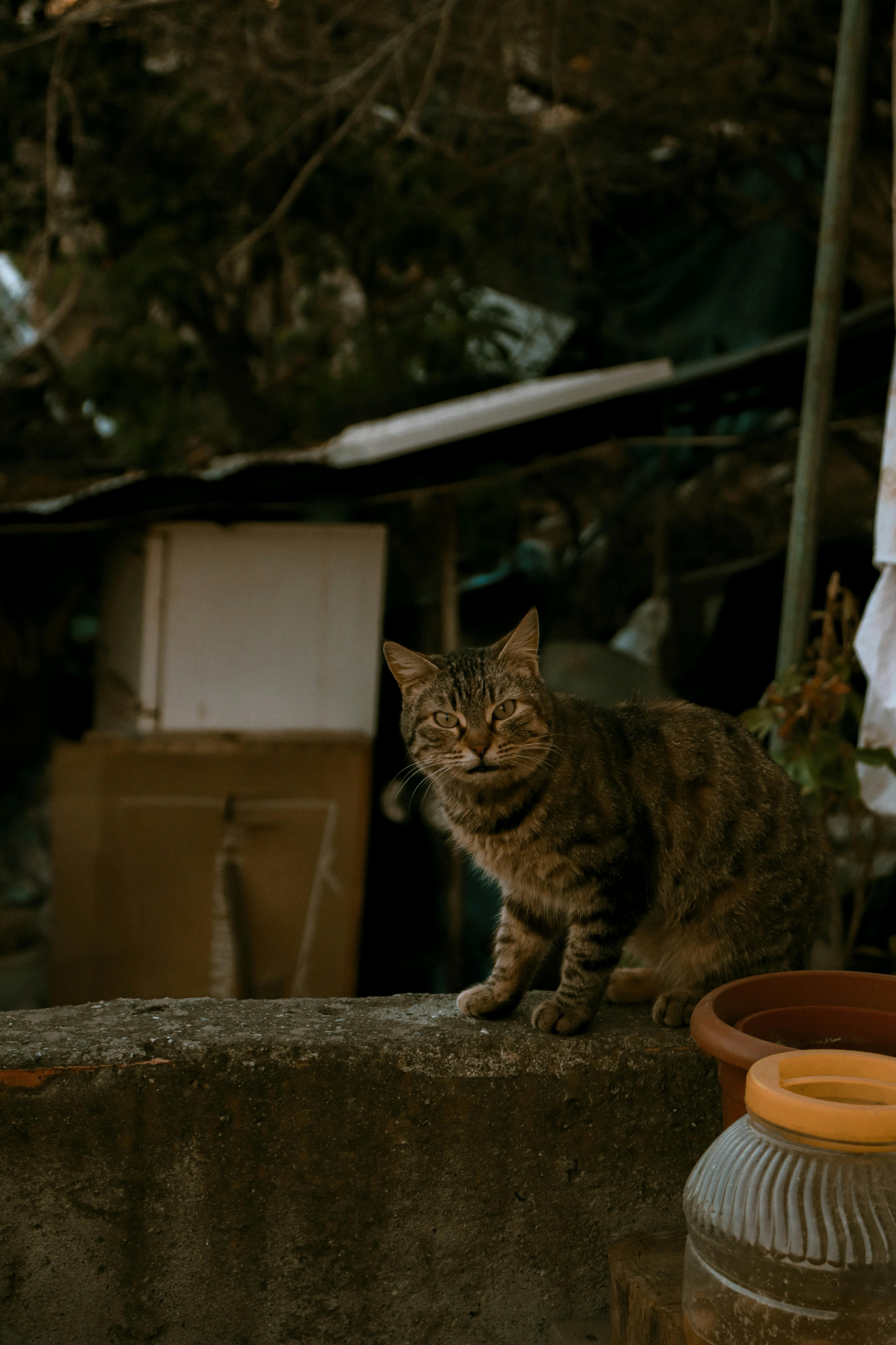 Stray Tabby Cat in Rustic Outdoor Setting · Free Stock Photo