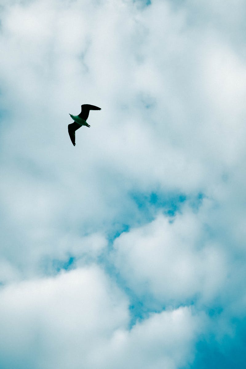 Free Pick Photos, Download The BEST Free Free Pick Stock Photos & HD Images