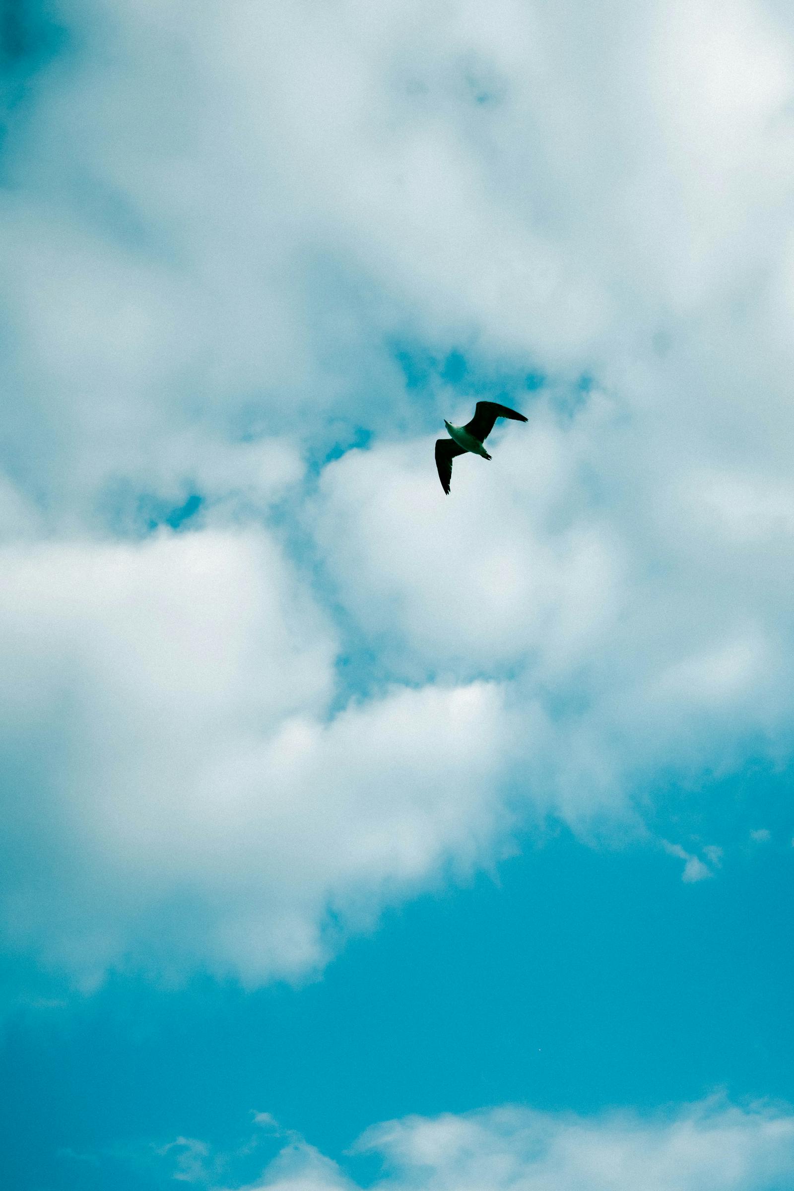 Free Pix Photos, Download The BEST Free Free Pix Stock Photos & HD Images