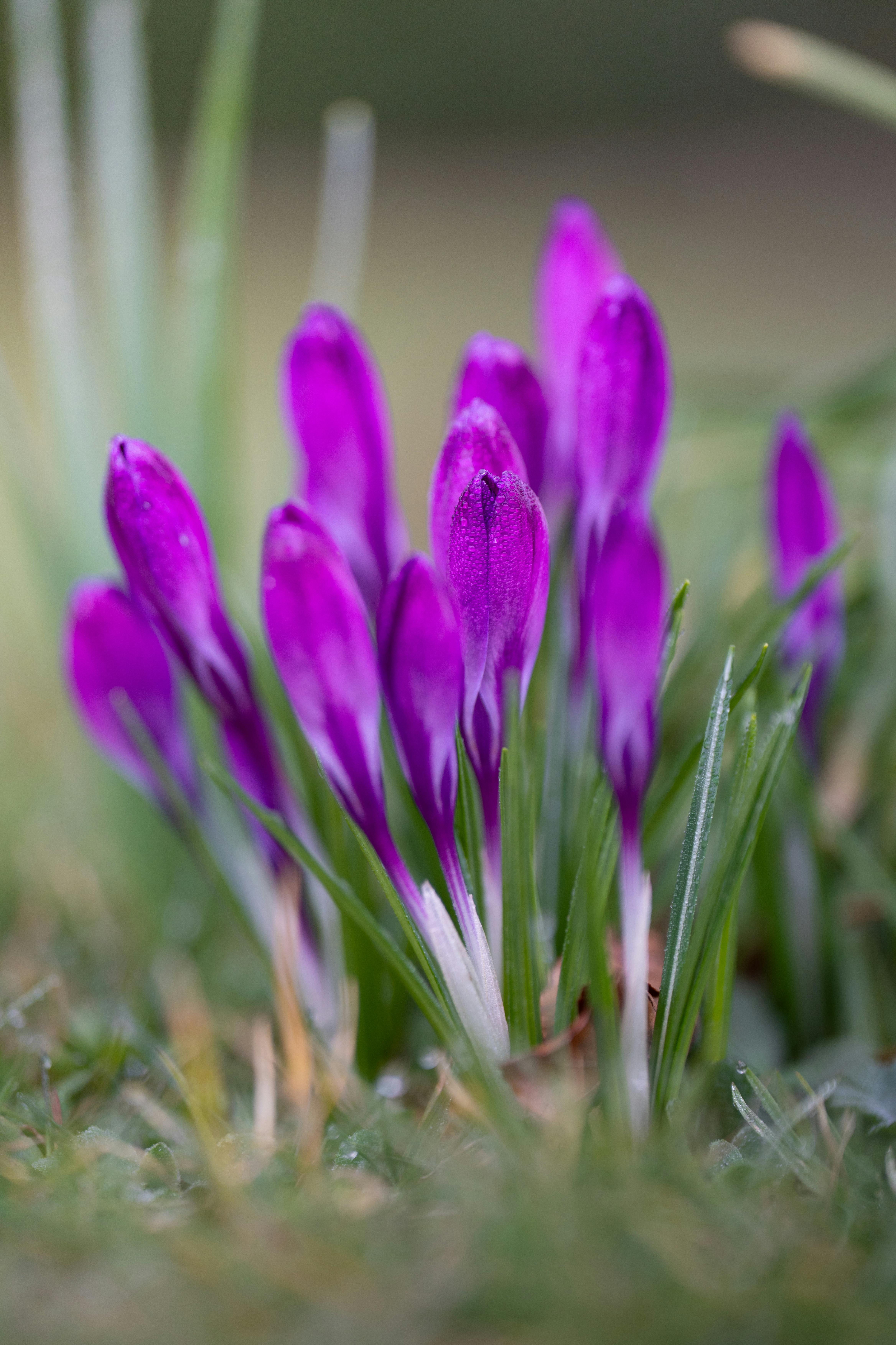 Close-up of Vibrant Purple Crocuses in Bloom · Free Stock Photo
